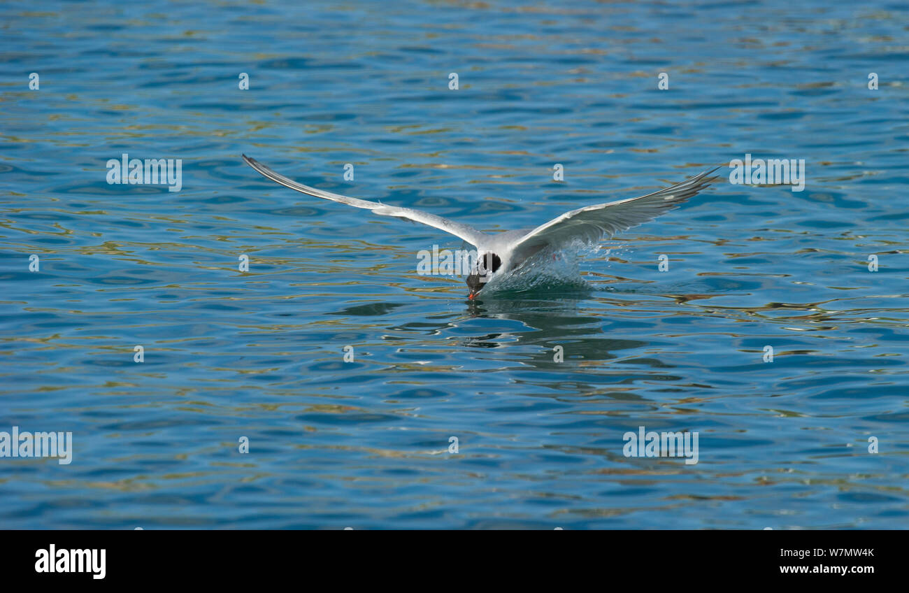 Terns fishing hi-res stock photography and images - Alamy