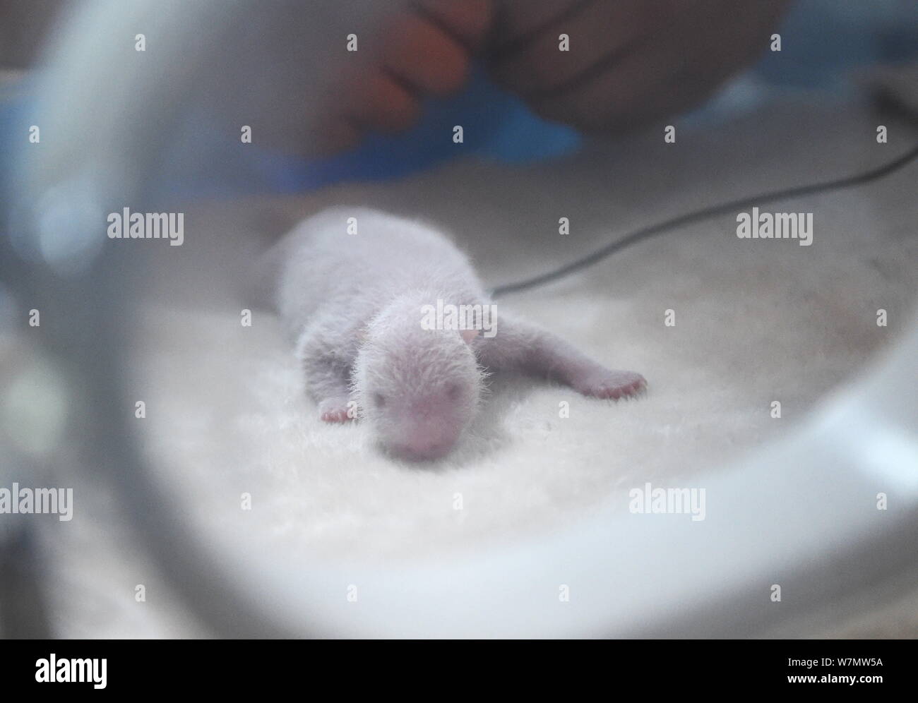 A newborn giant panda cub born by Jing Jing, the panda named after a ...