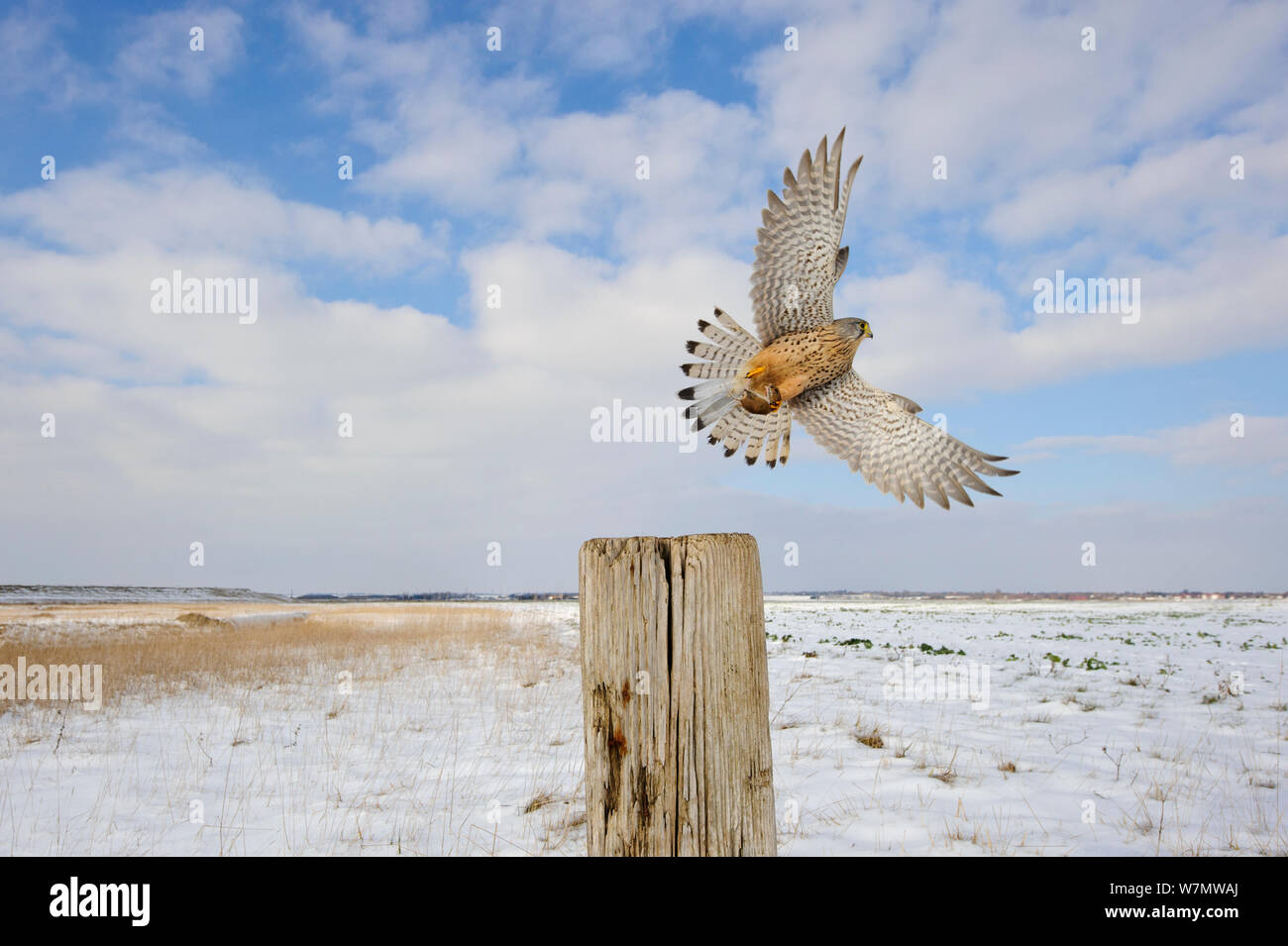 Kestrel (Falco tinnunculus) taking flight with Wood mouse (Apodemus ...