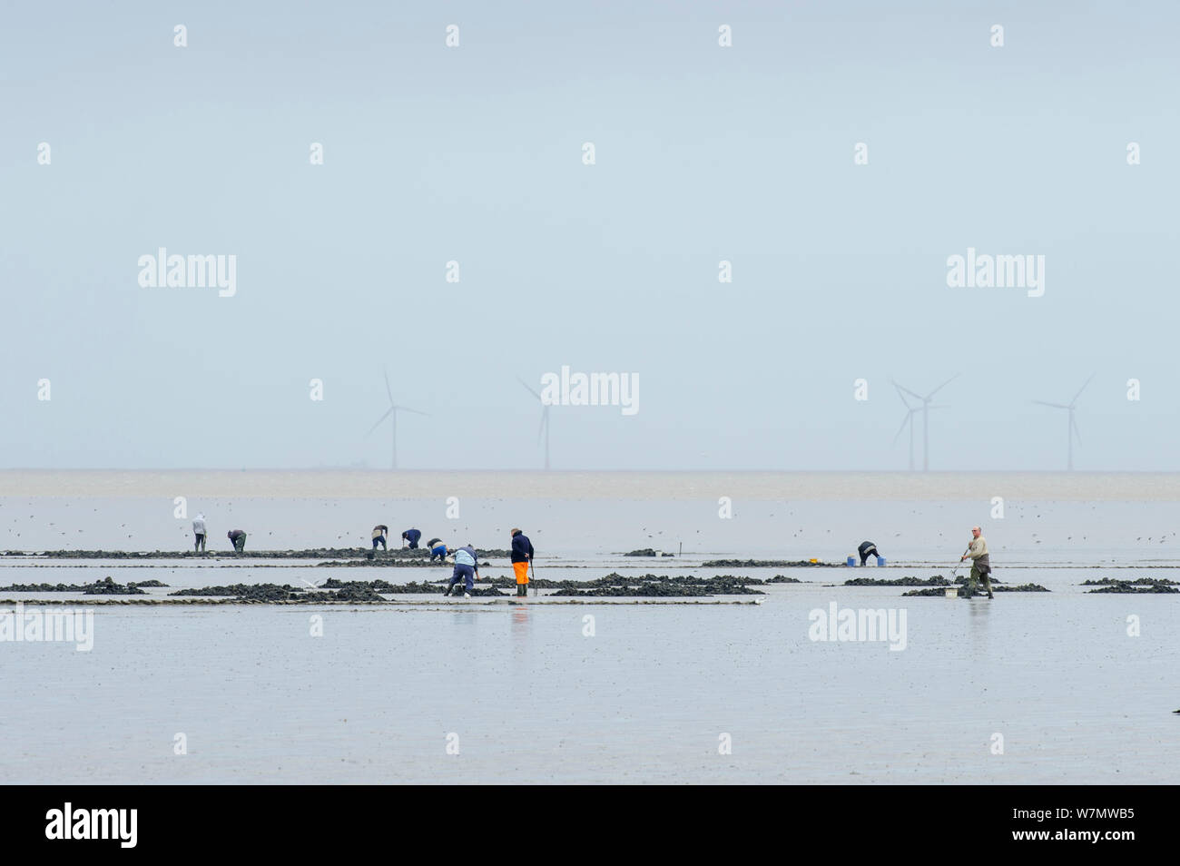 Bait digging on mud flats, with wind turbines in background, South ...