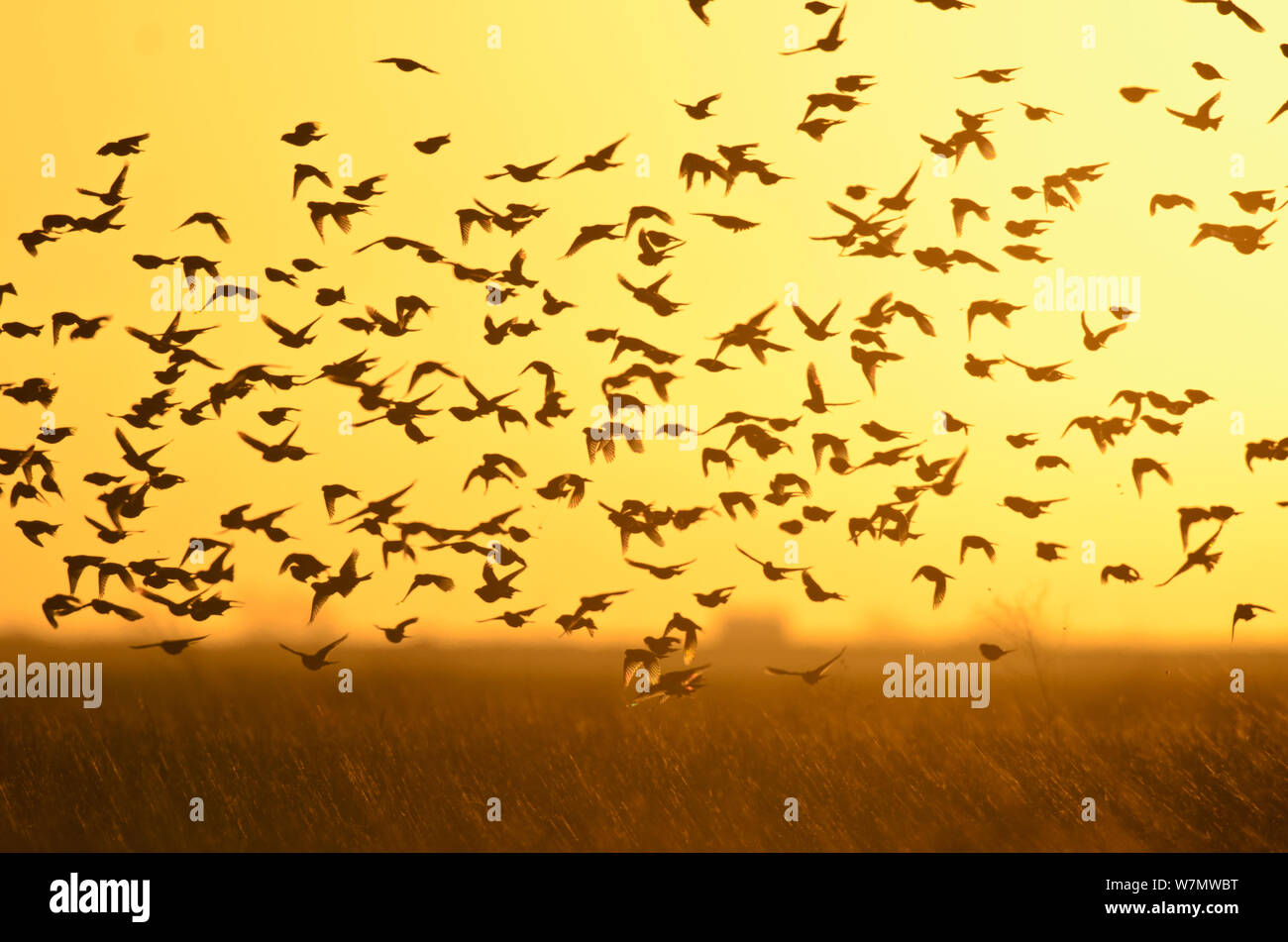 Corn buntings (Emberiza calandra) flying over bird conservation crop ...