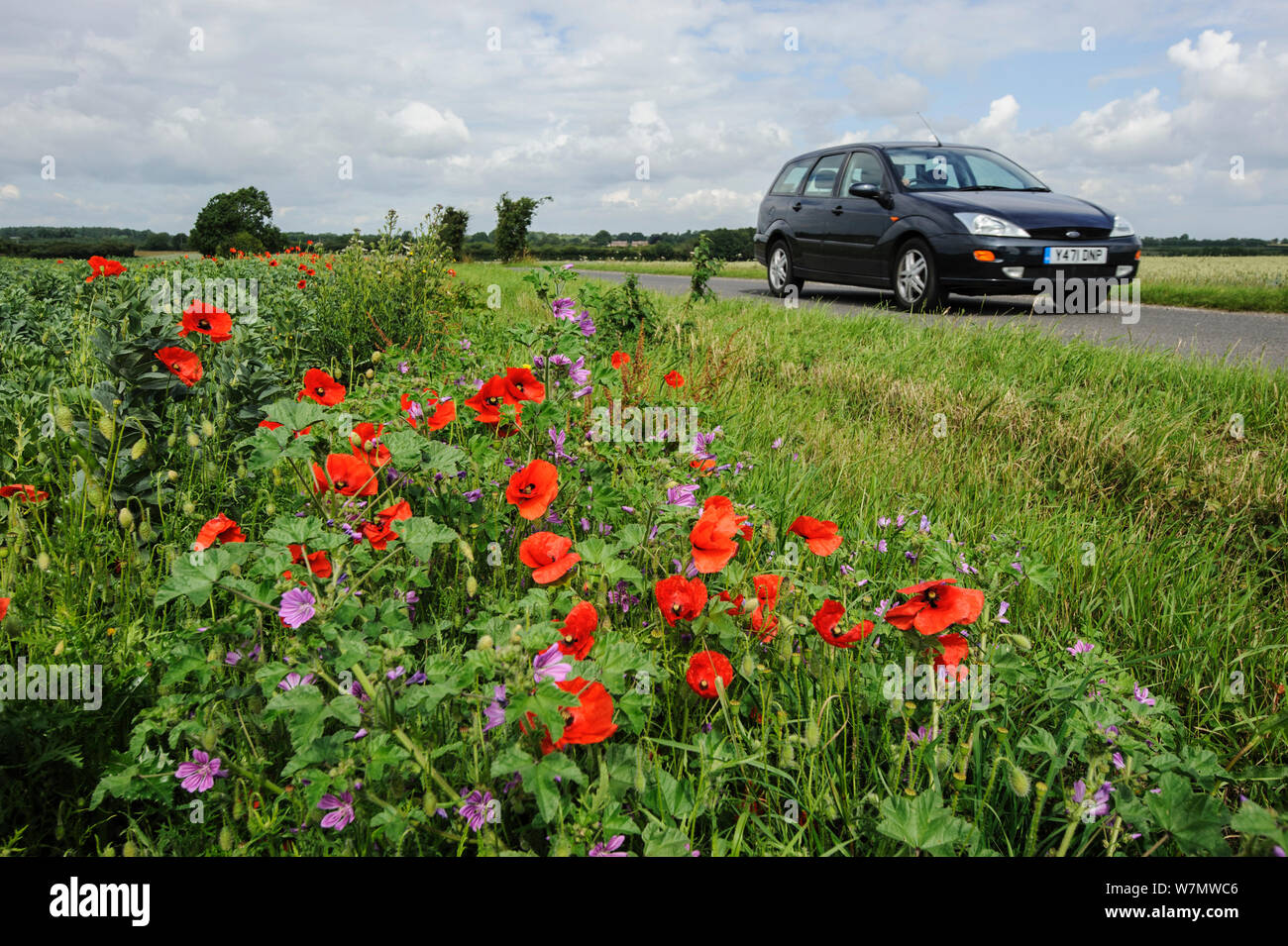 Common poppes (Papaver rhoeas) and Common mallow (Malva sylvestris) growing on roadside verge ...