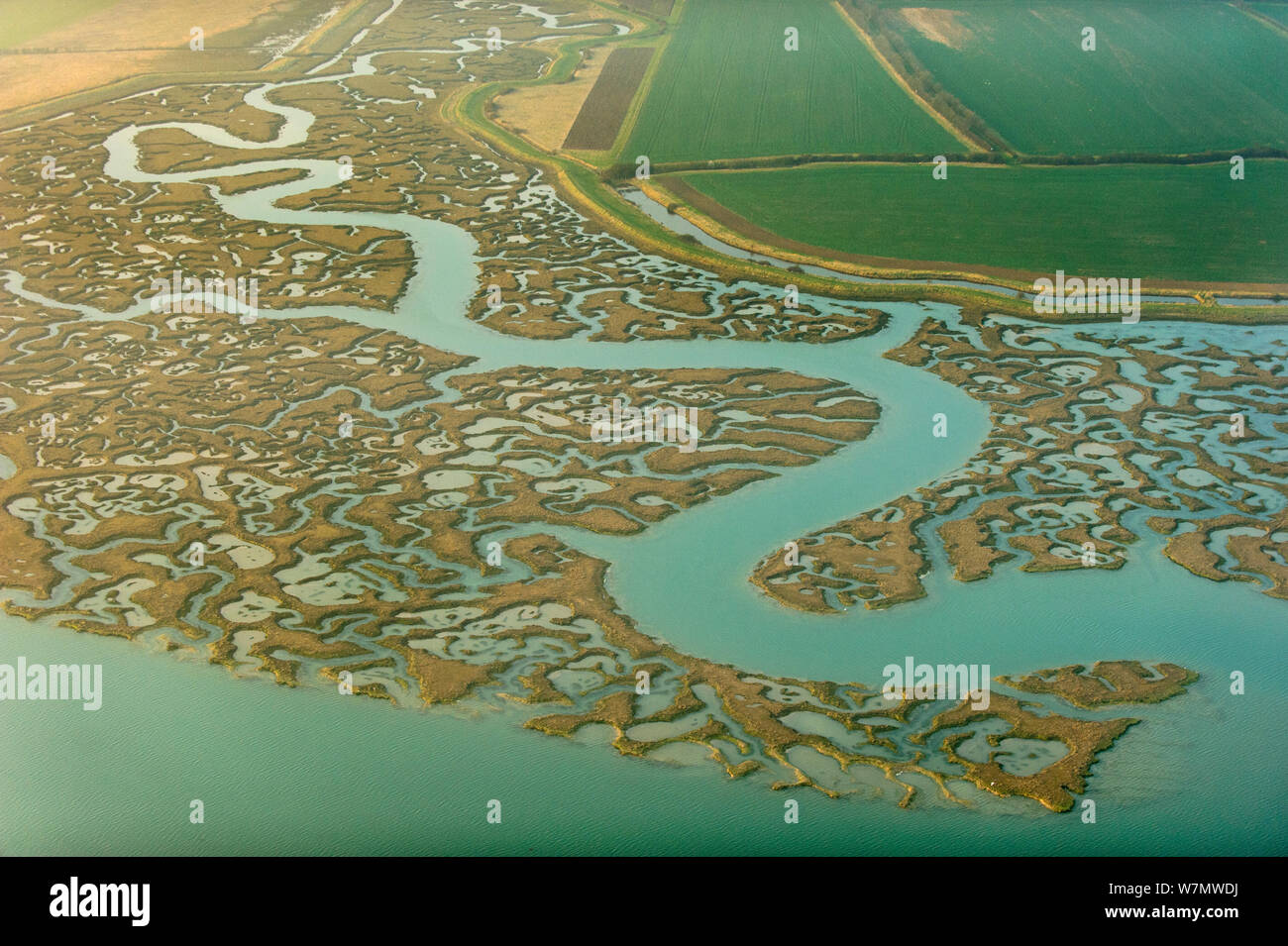 Remnant Saltmarsh and agricultural land, Abbotts Hall Farm, Essex ...