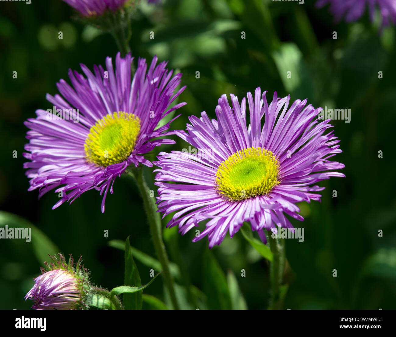 Dignity hi-res stock photography and images - Alamy