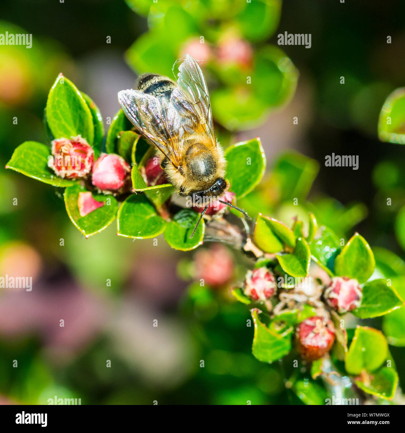 Macro close up apis hi-res stock photography and images - Alamy