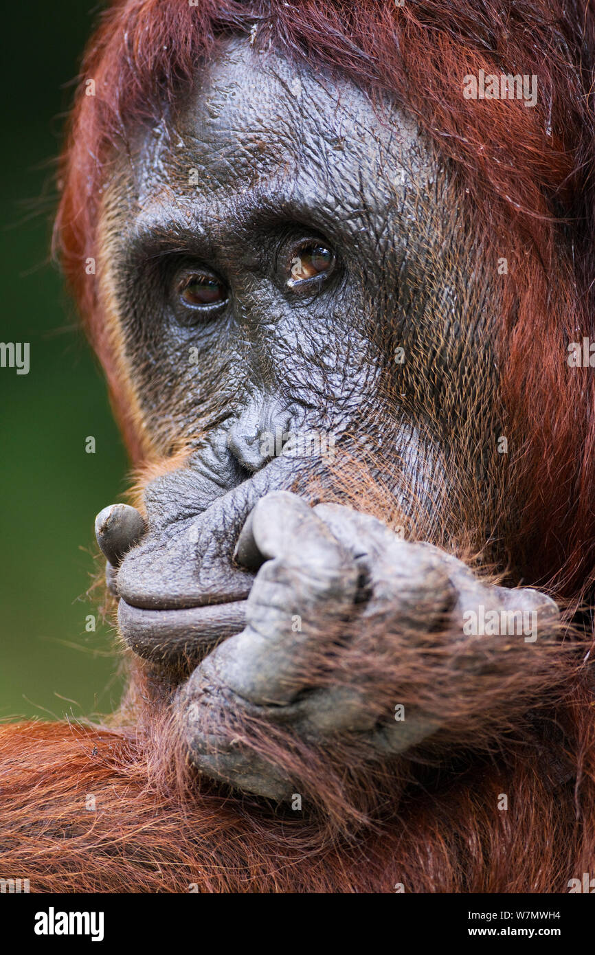 Bornean Orangutan (Pongo pygmaeus wurmbii) female 'Tutut' resting her ...