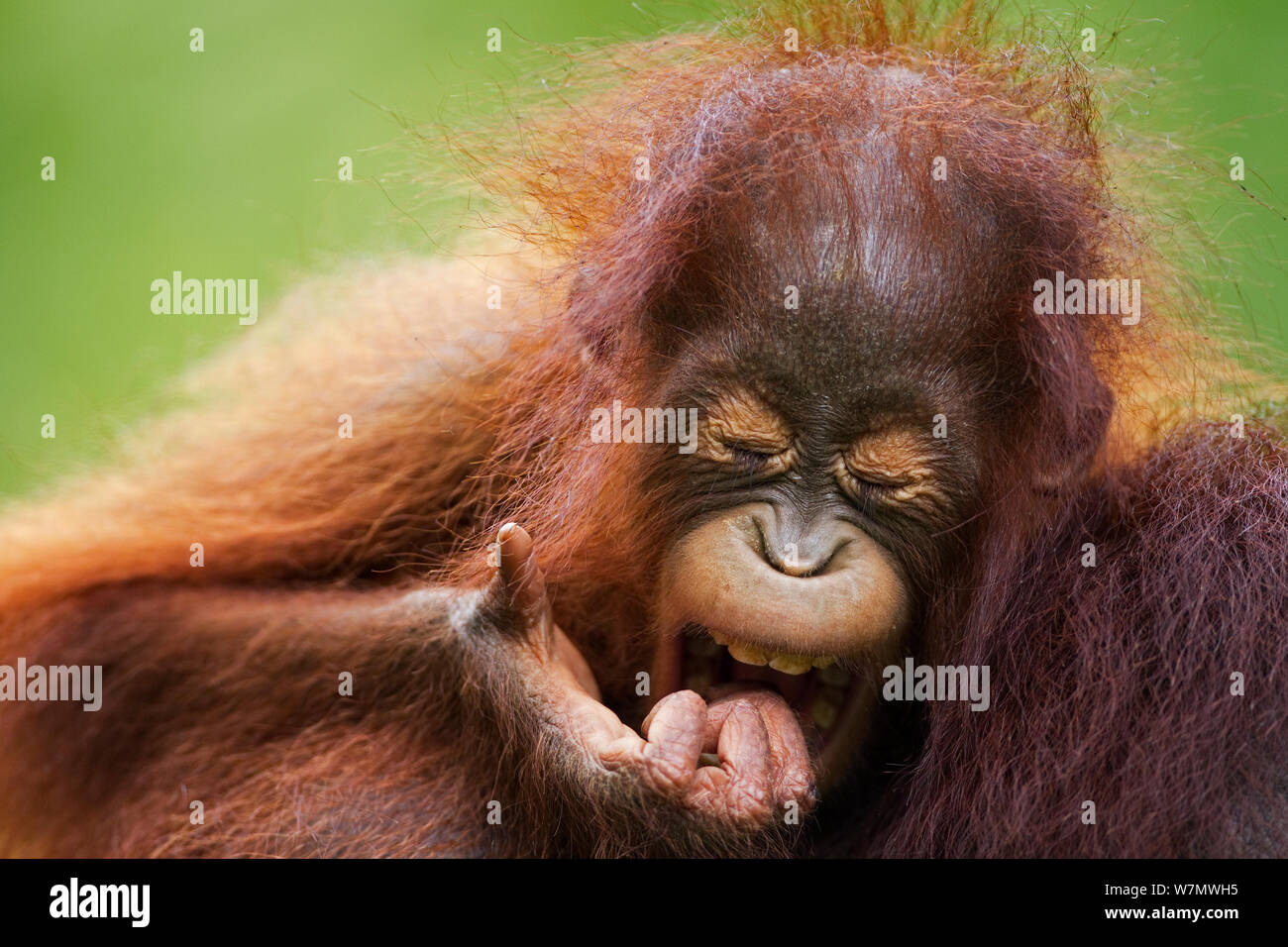 Bornean Orangutan (Pongo pygmaeus wurmbii) female baby 'Petra' aged 12 ...