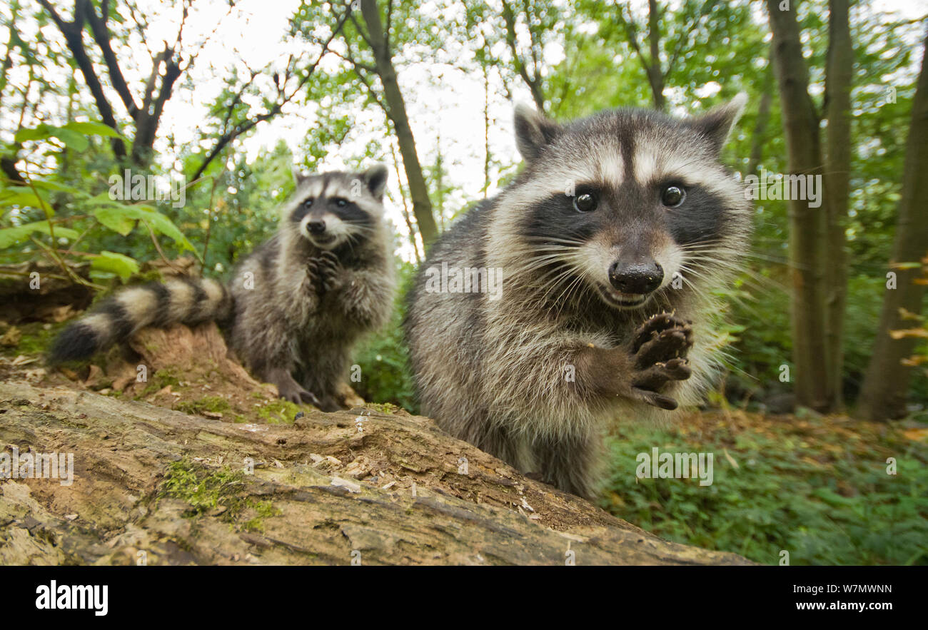 Raccoon (Procyon lotor) two, portraits showing hands and claws, Stanley ...