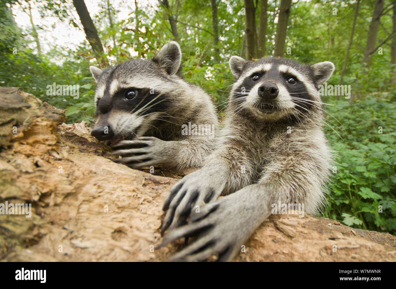 Raccoon (Procyon lotor) two, portraits showing hands and claws, Stanley ...