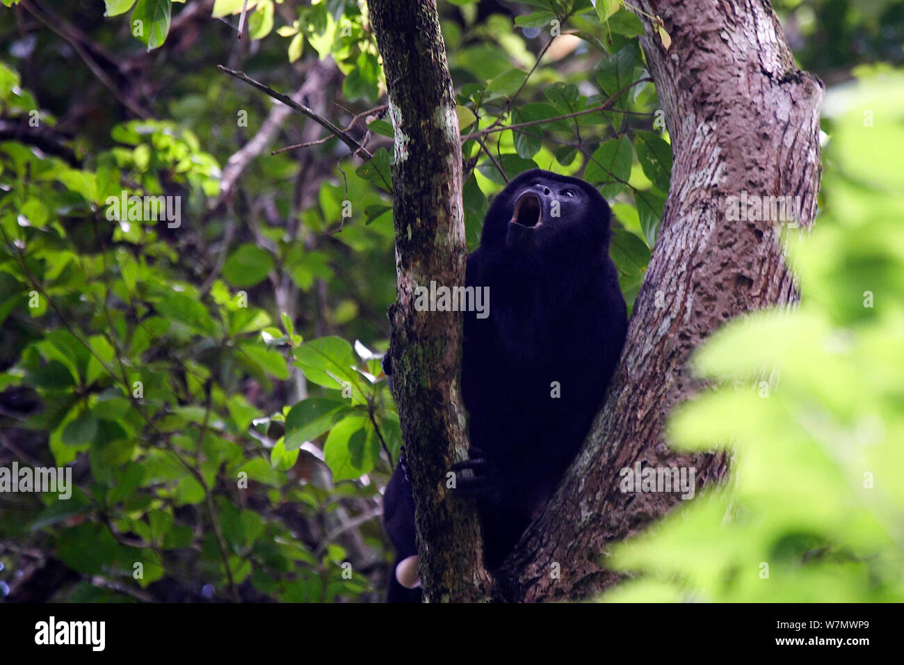 Mantled howler monkey (Alouatta palliata aequatorialis) male howling ...