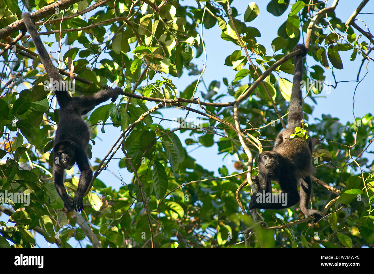 Mantled howler monkeys (Alouatta palliata aequatorialis) feeding in ...