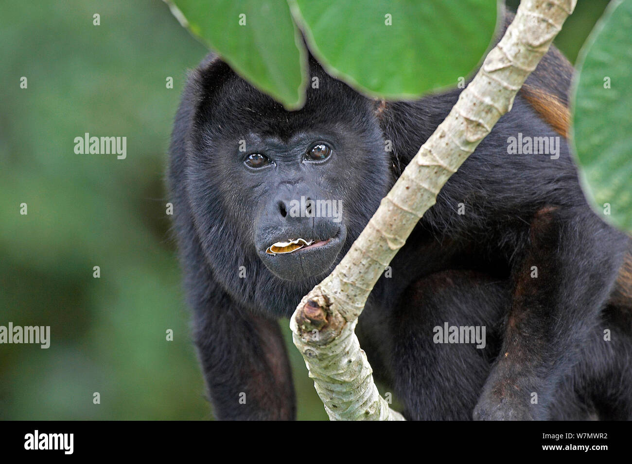 Mantled howler monkey (Alouatta palliata aequatorialis) male, Canopy ...