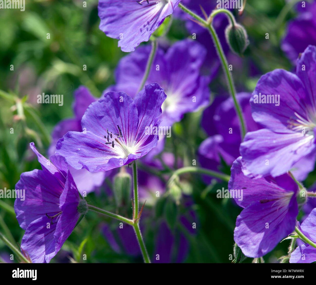 Lavender blue geranium hi-res stock photography and images - Alamy