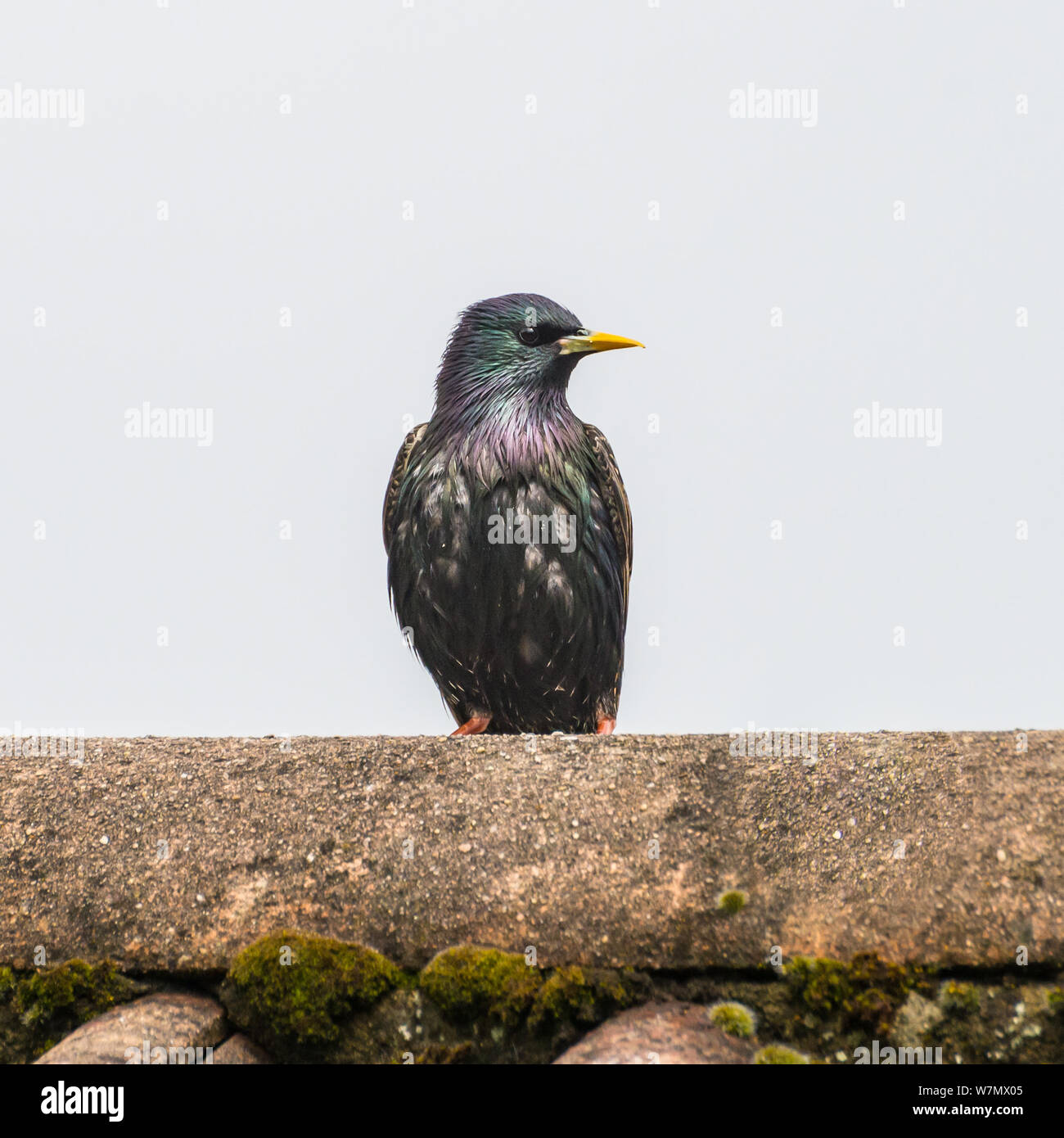 A shot of a starling sitting atop a roof Stock Photo - Alamy