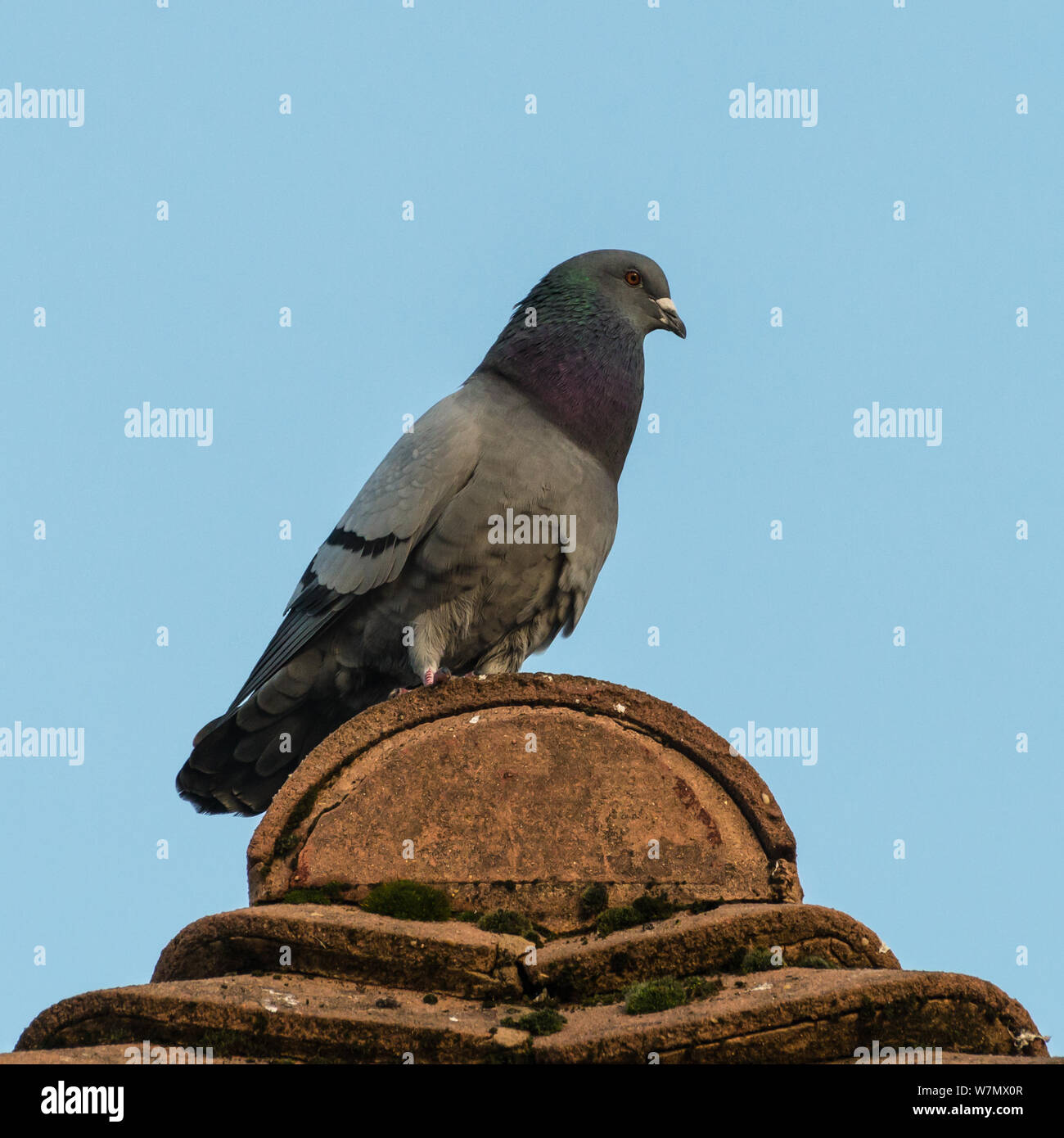 Pigeon avian hi-res stock photography and images - Alamy