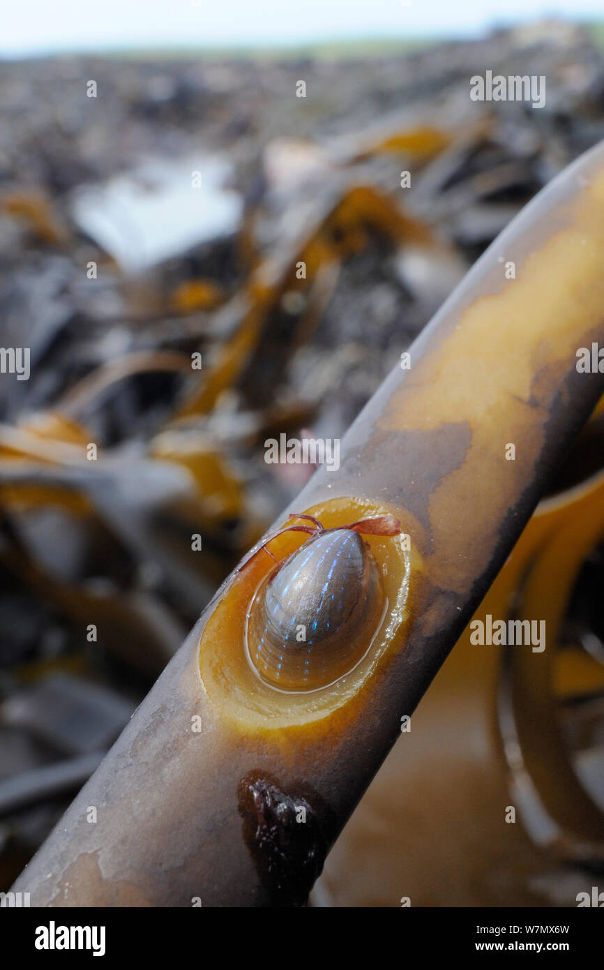 Kelp bed uk hi-res stock photography and images - Alamy