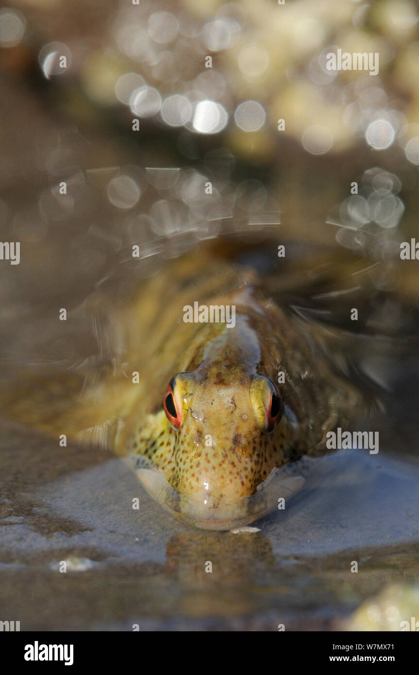 Shanny fish hi-res stock photography and images - Alamy