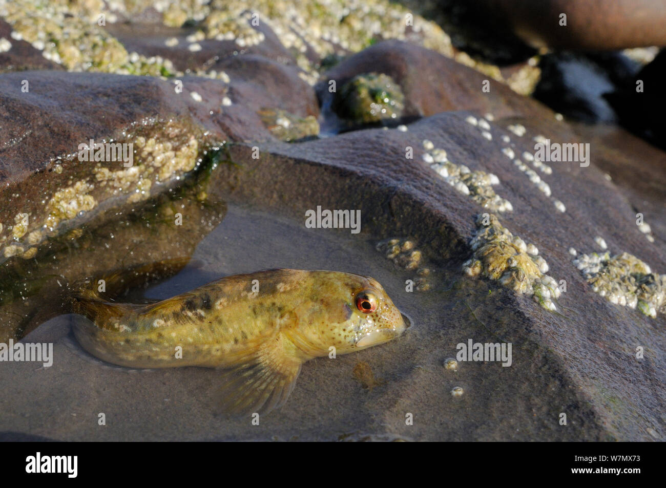 Shanny fish uk hi-res stock photography and images - Alamy