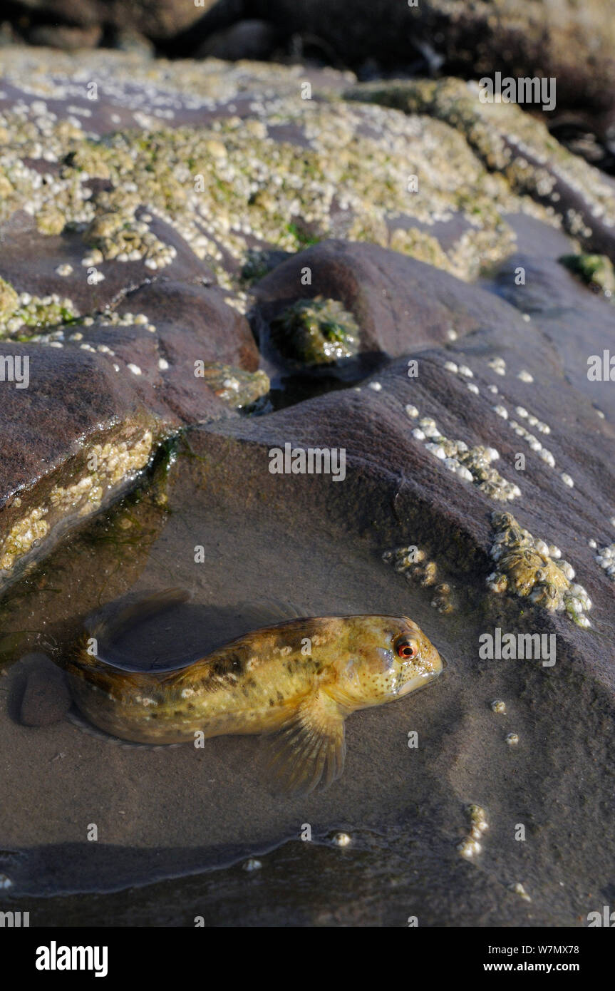 Shanny fish uk hi-res stock photography and images - Alamy