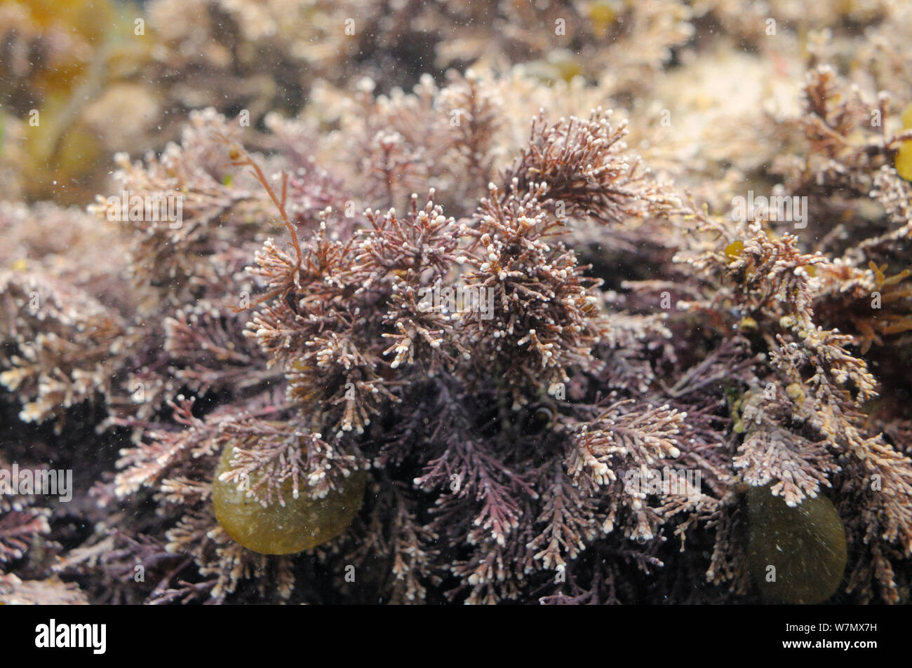 Seaweeds uk underwater hi-res stock photography and images - Alamy