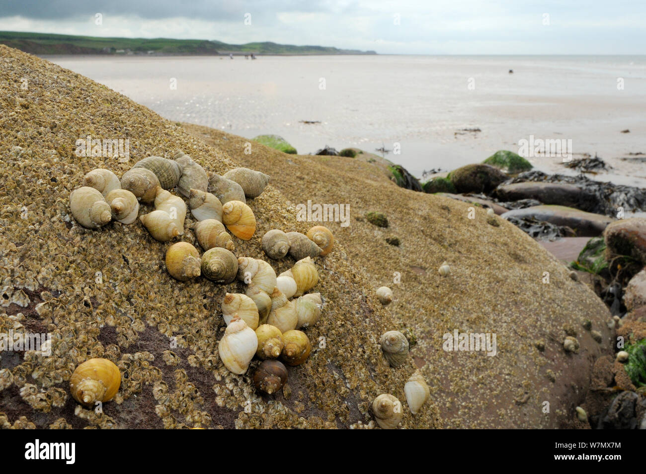 Dog whelks (Nucella lapillus) dense cluster on rocks encrusted with ...