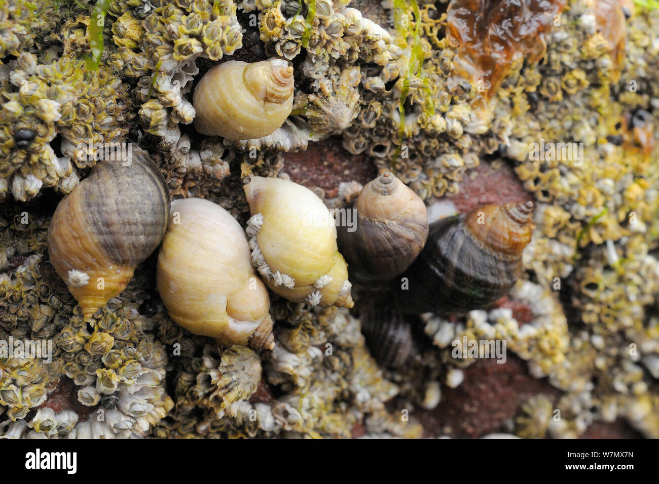 Dog whelks (Nucella lapillus) on rocks encrusted with Common barnacles ...
