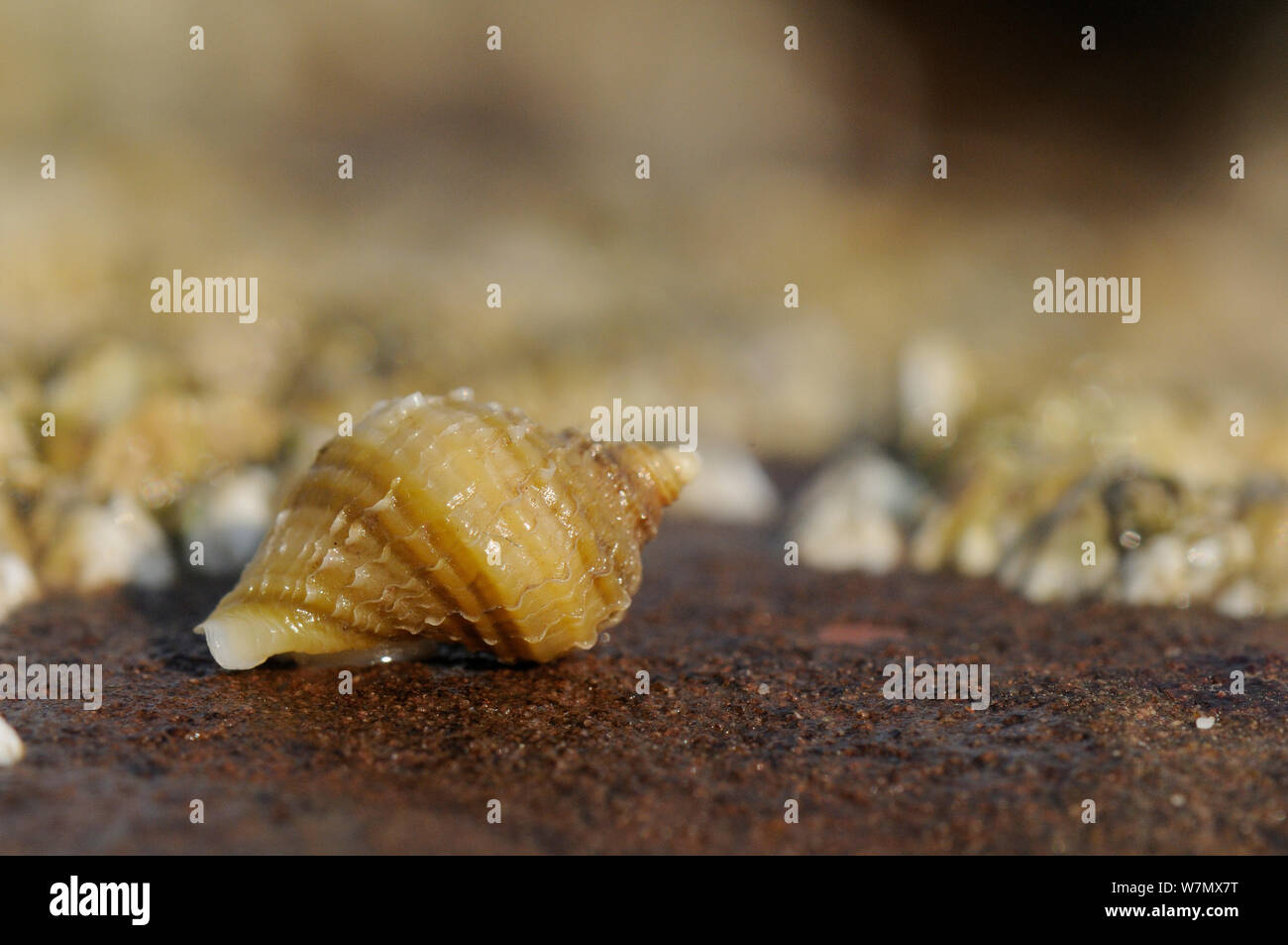 British white sea shells hi-res stock photography and images - Alamy