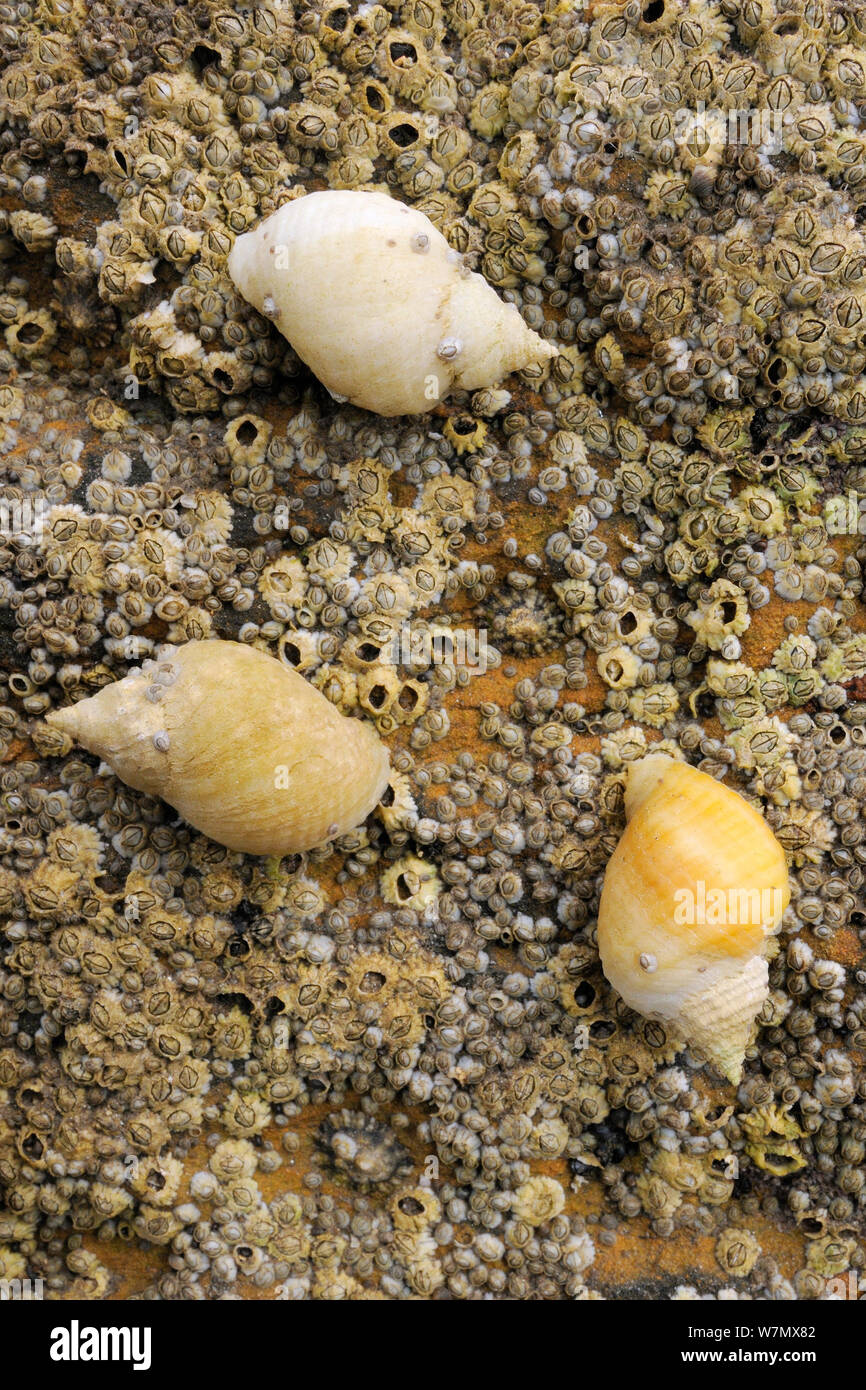 British Predators High Resolution Stock Photography and Images - Alamy