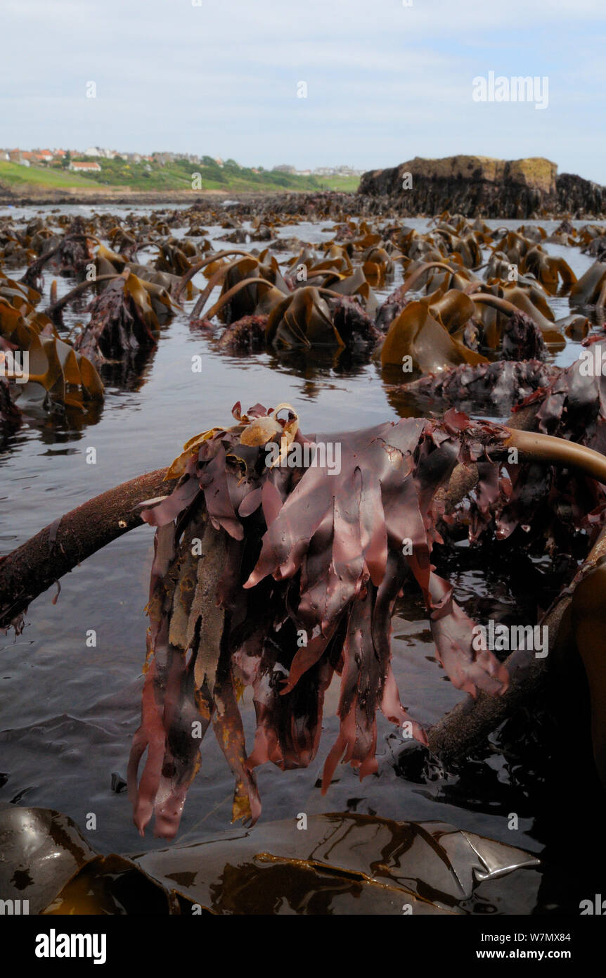 Palmaria palmata hi-res stock photography and images - Alamy