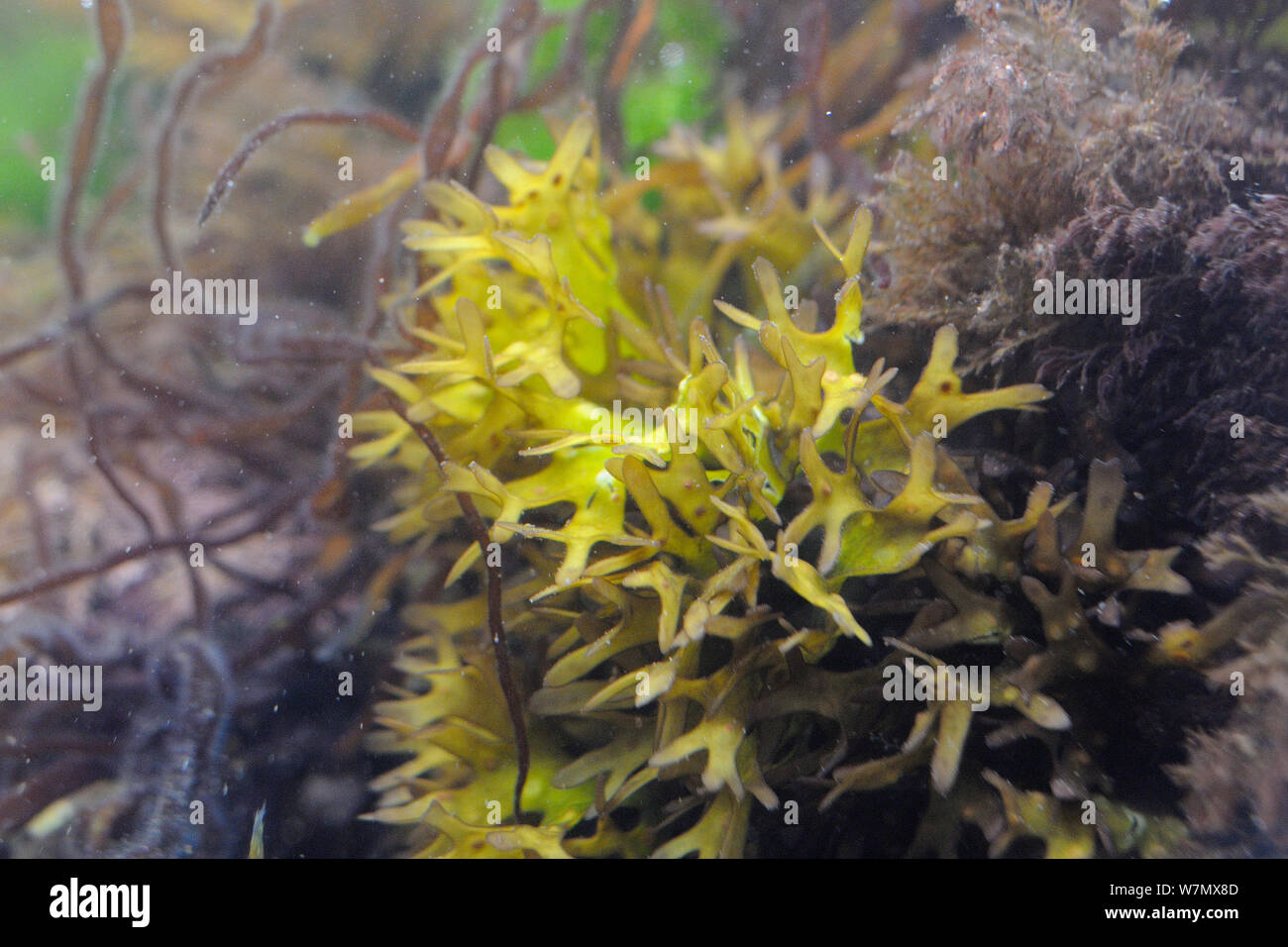 Irish moss underwater hi-res stock photography and images - Alamy