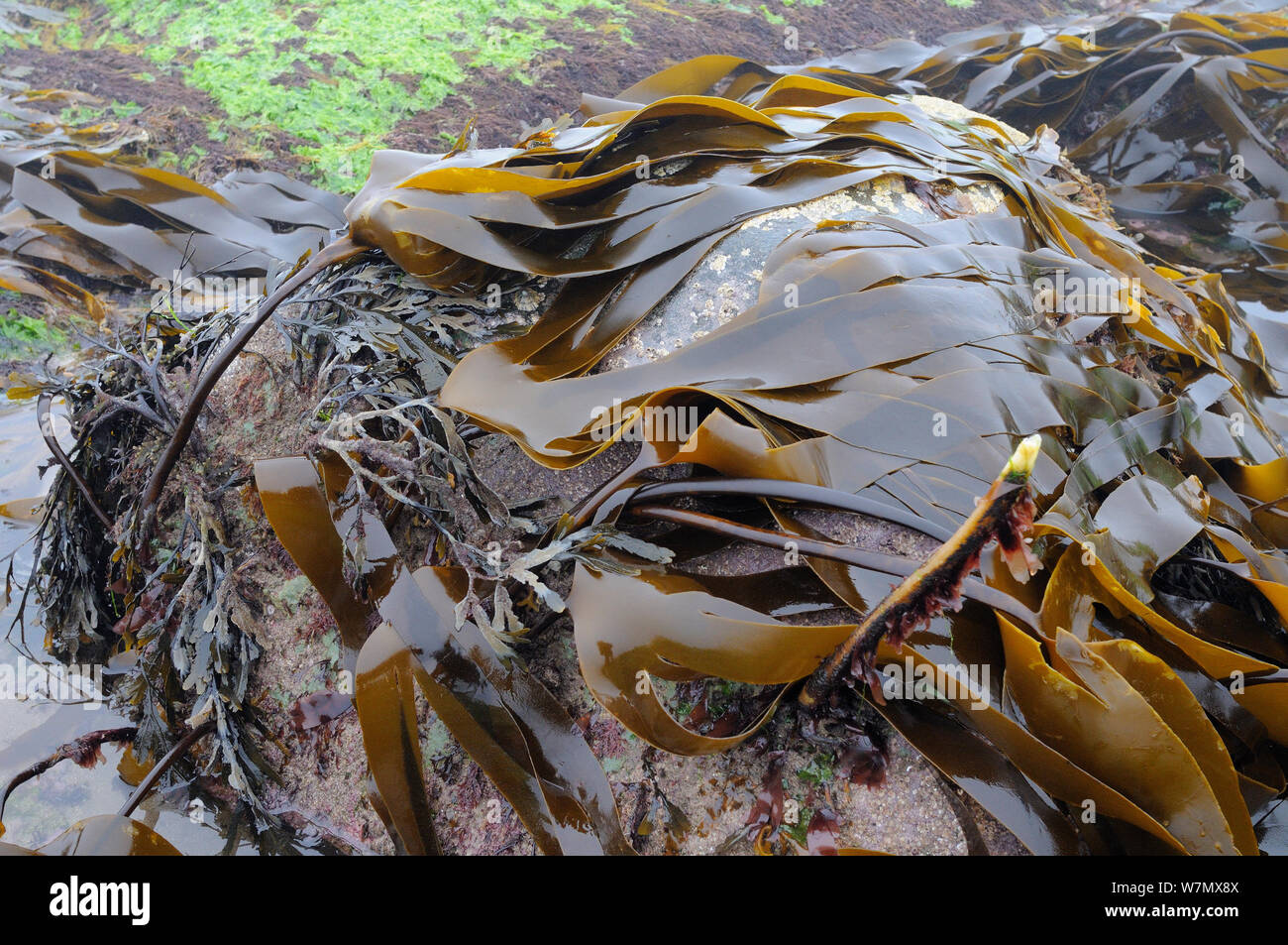 Seaweeds british marine plants hi-res stock photography and images - Alamy