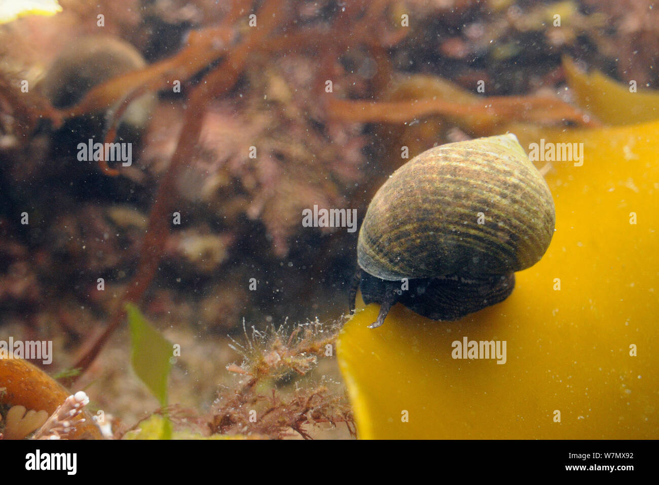 Littorina littorea feeding hi-res stock photography and images - Alamy