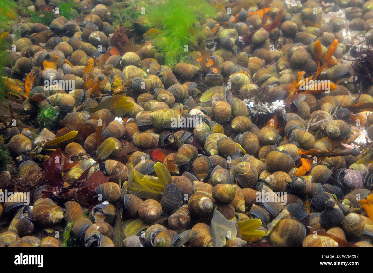 Periwinkles shells hi-res stock photography and images - Alamy