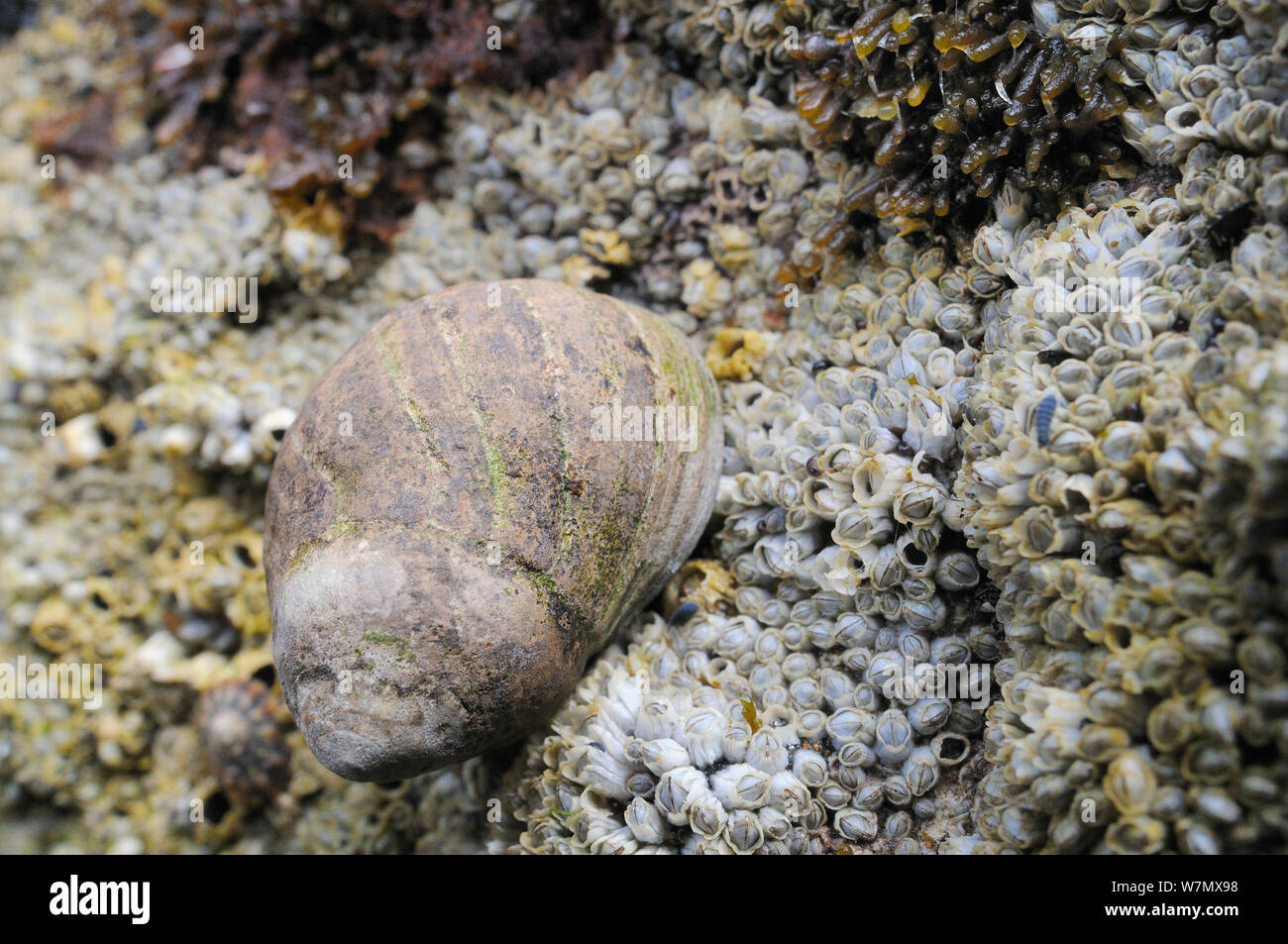 Adult Common periwinkle (Littorina liitorea) with well worn shell on ...