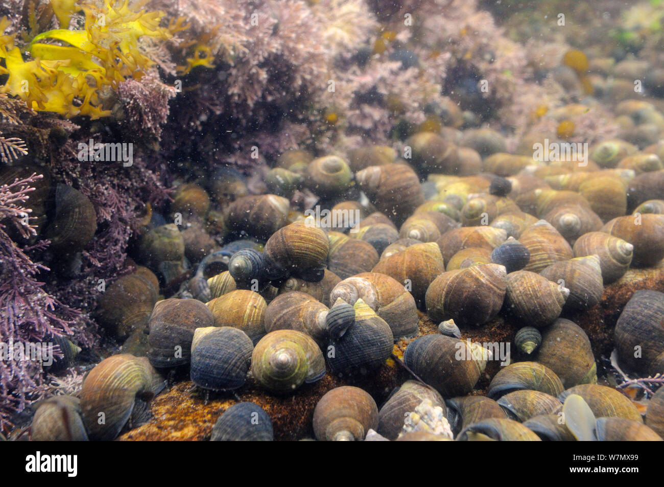 Dense gathering of Common periwinkles (Littorina liitorea) of all ages ...