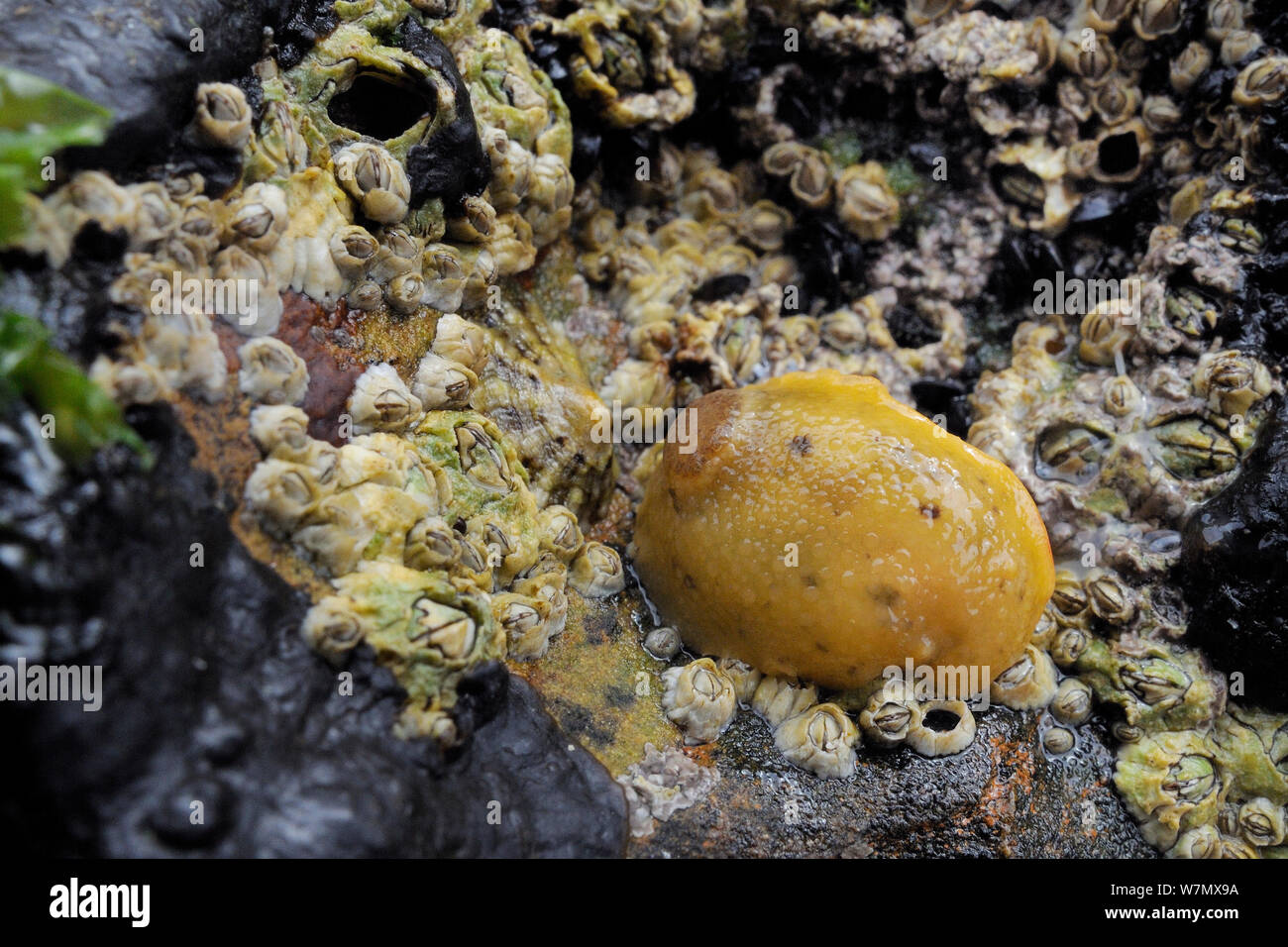 Sea lemon (Archidoris pseudoargus) sea slug among Common Barnacles ...