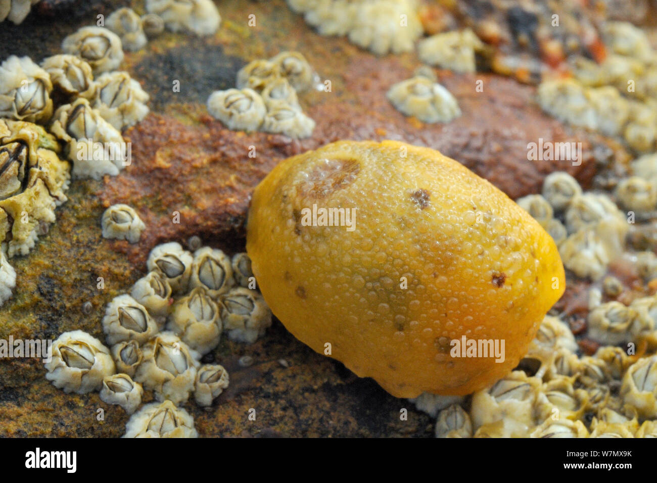 Doris pseudoargus uk hi-res stock photography and images - Alamy