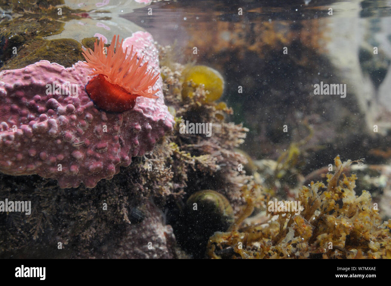 Lithothamnion glaciale hi-res stock photography and images - Alamy