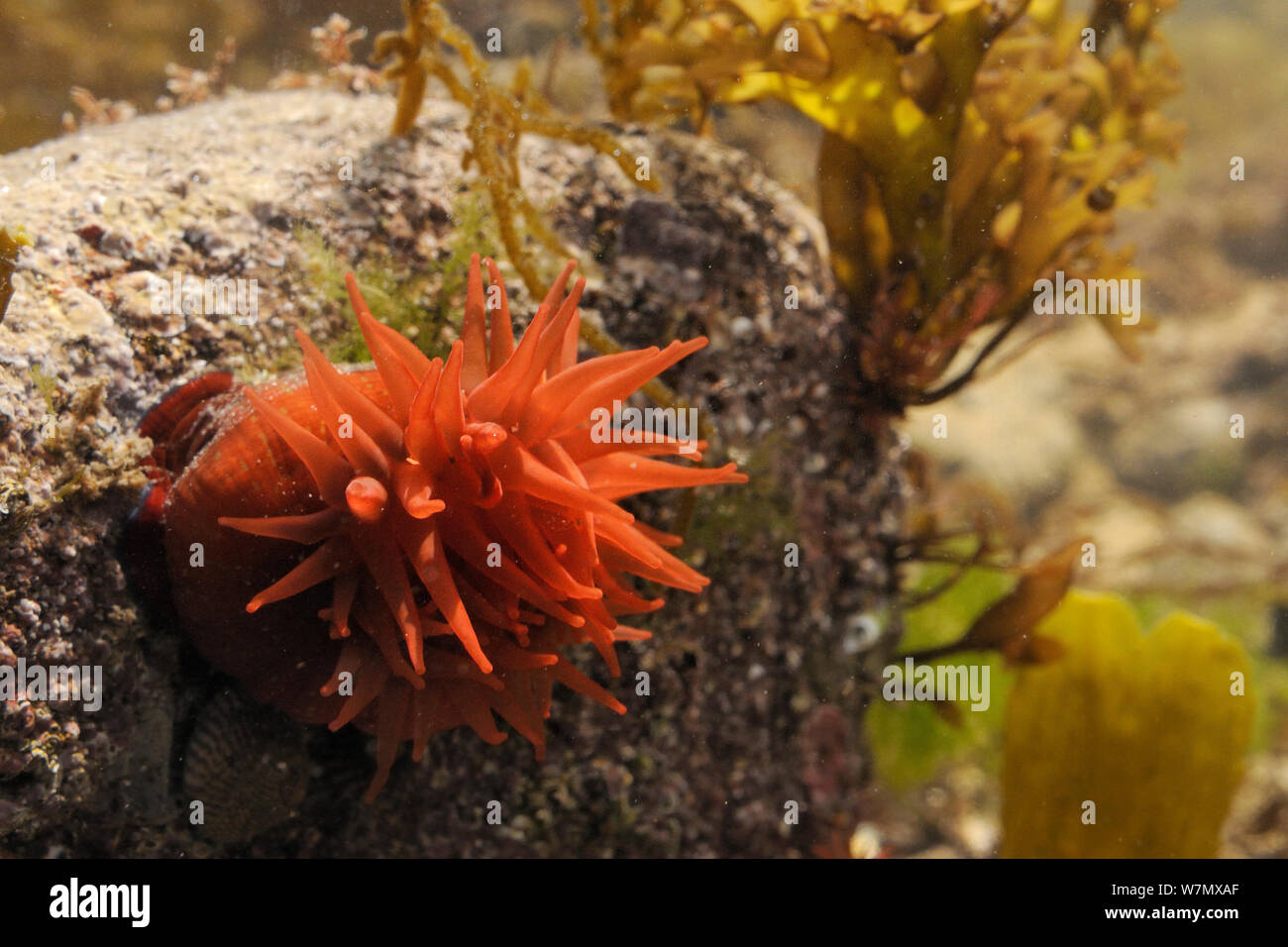 Beadlet anemone (Actinia equina) attached to a boulder in a large ...