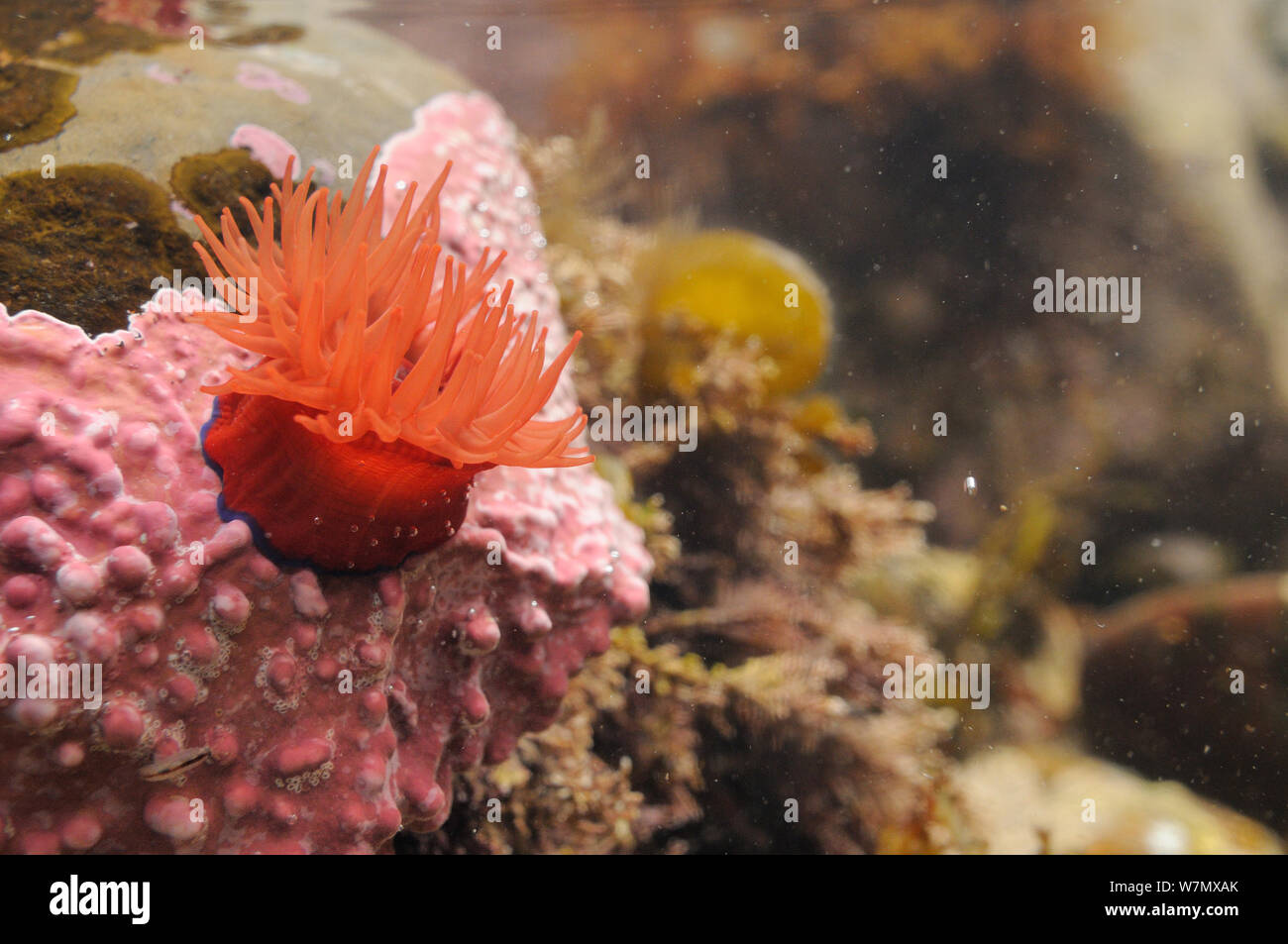 Actinia equina hi-res stock photography and images - Alamy