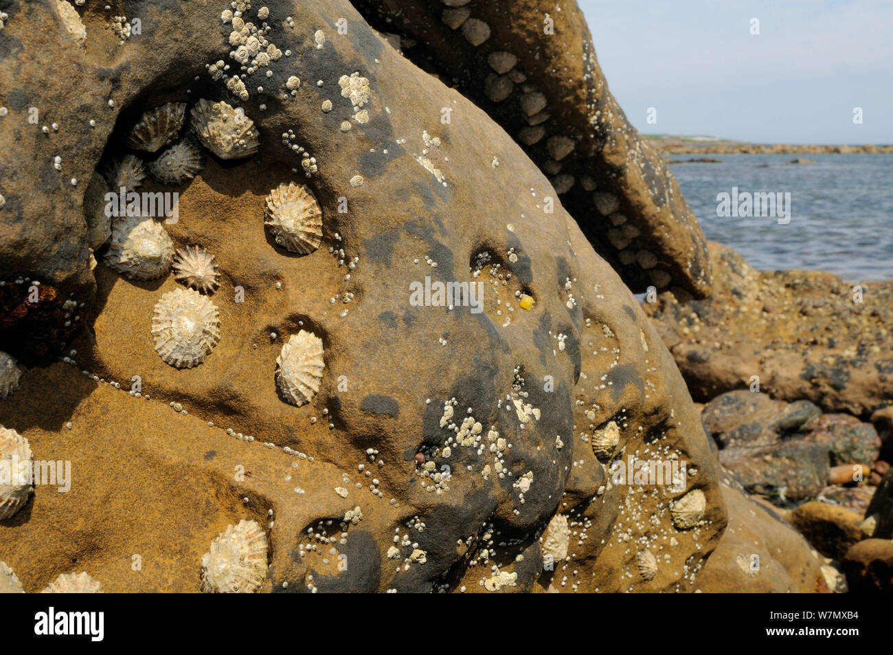 Barnacles hi-res stock photography and images - Alamy