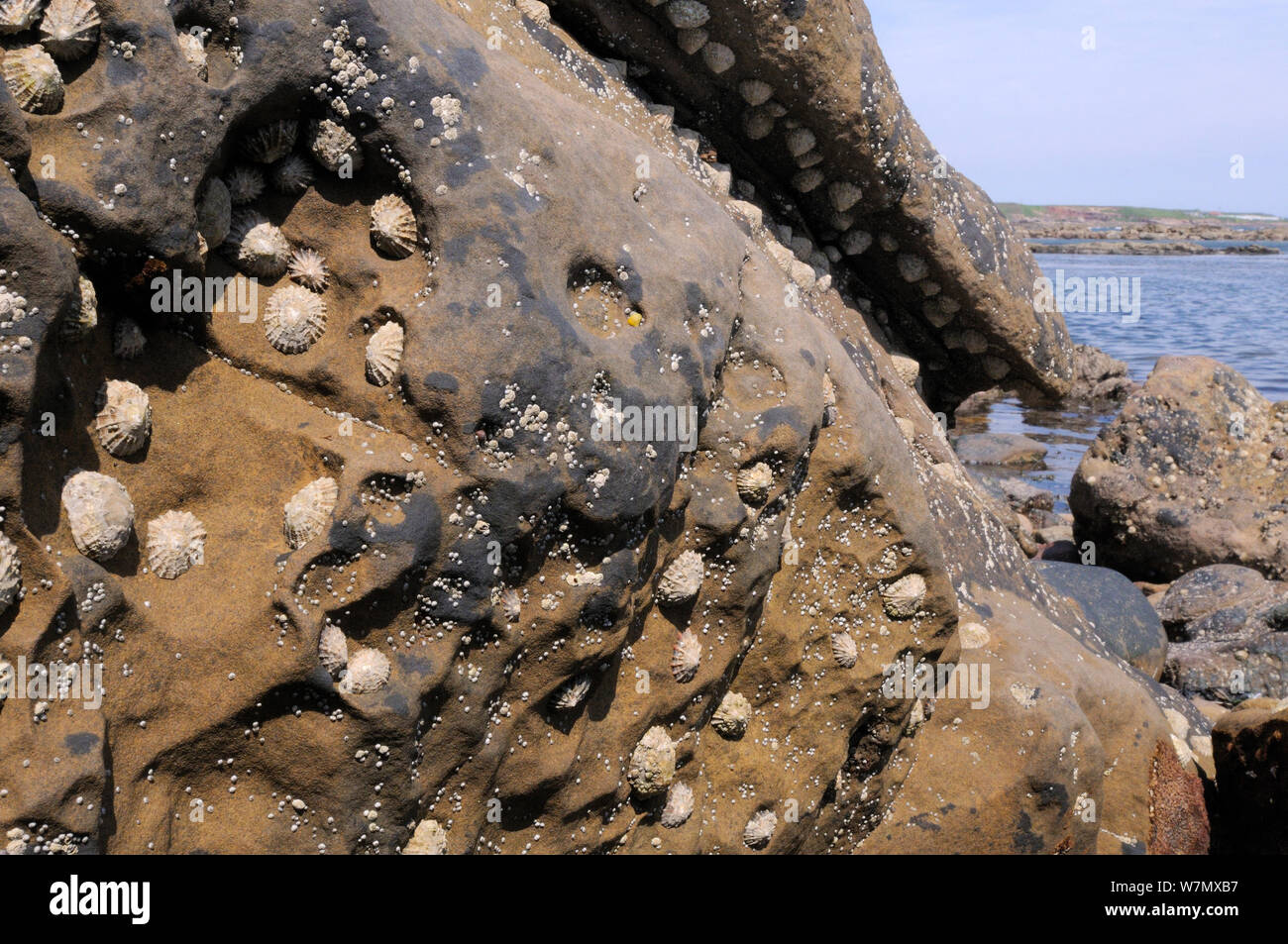 Barnacles hi-res stock photography and images - Alamy