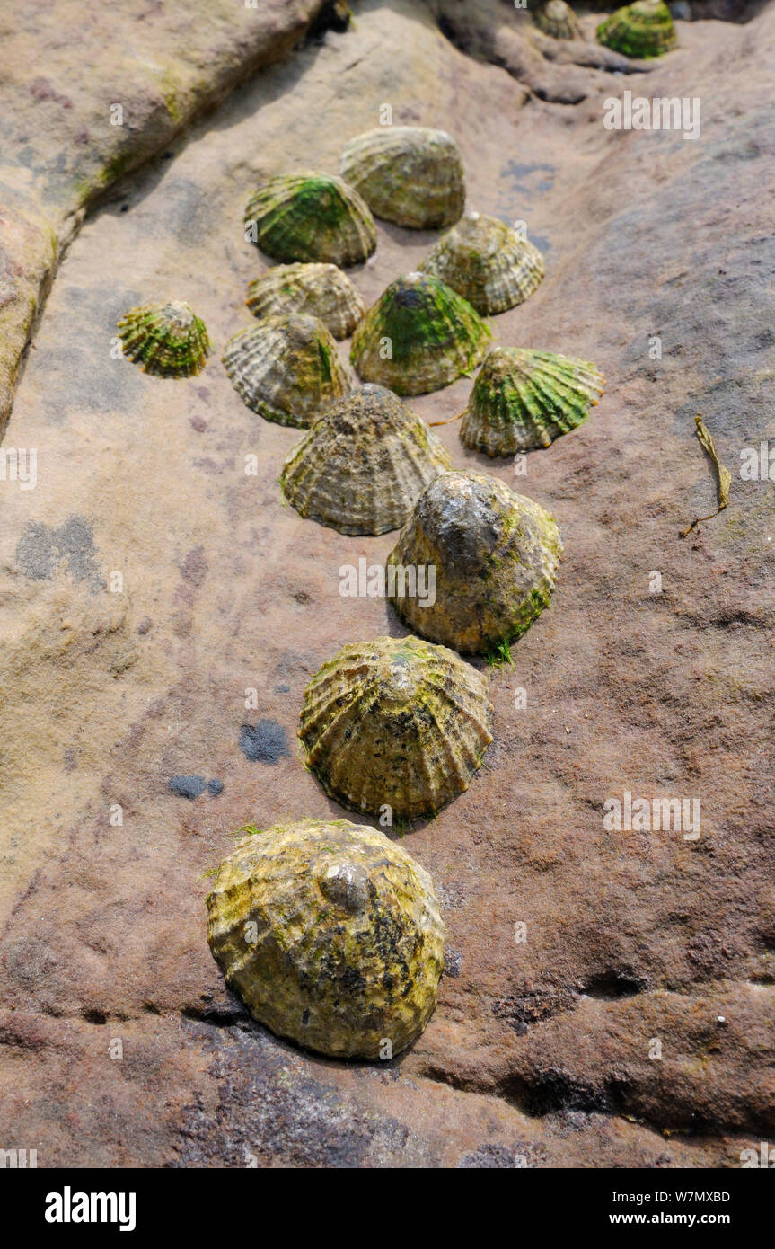 Common limpets (Patella vulgata) clustered in a gulley in red sandstone ...