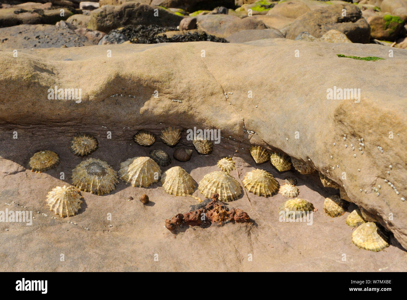 Common limpets (Patella vulgata) nestling under overhang in sandstone ...