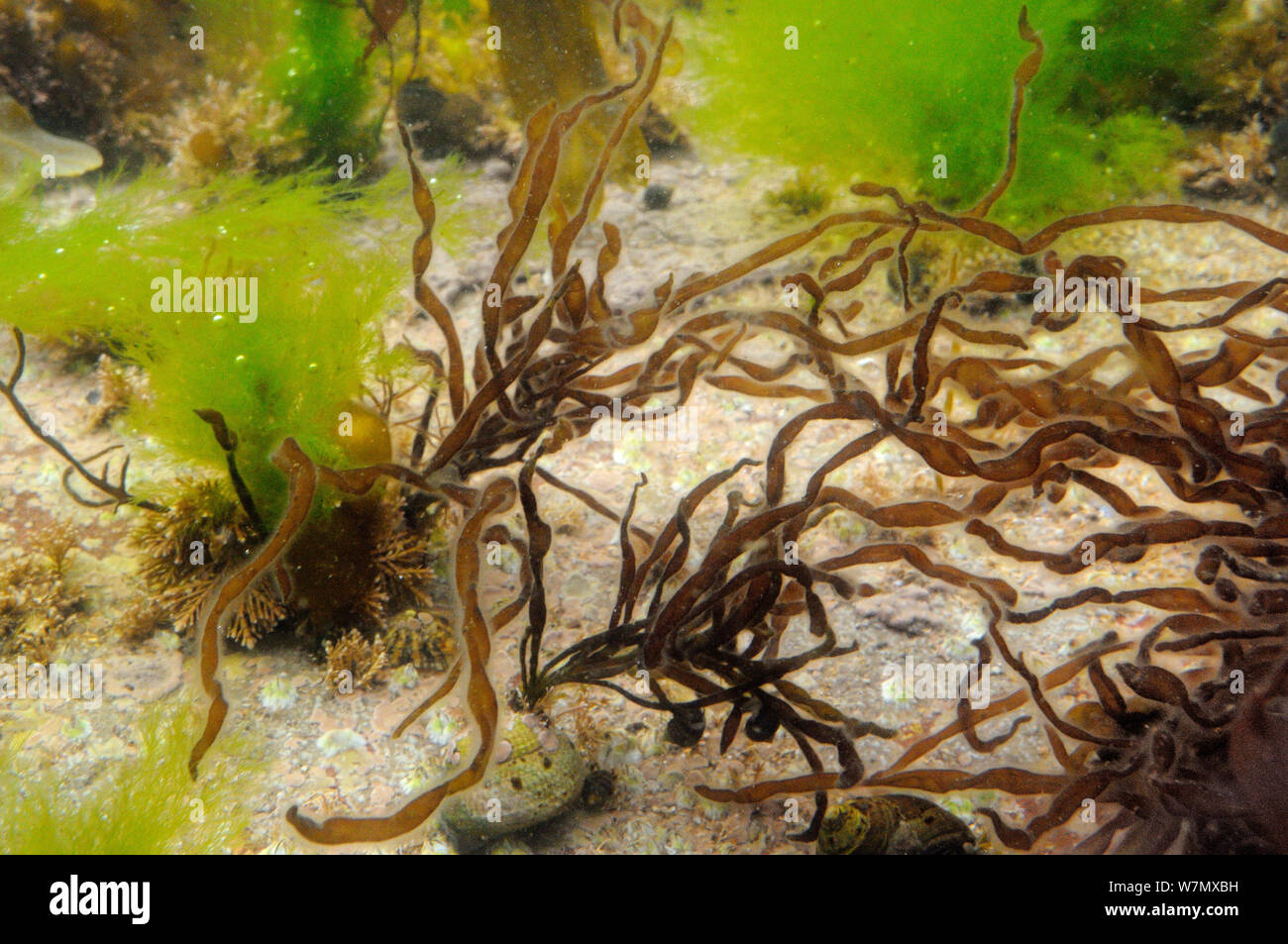 Red algae filamentous hi-res stock photography and images - Alamy
