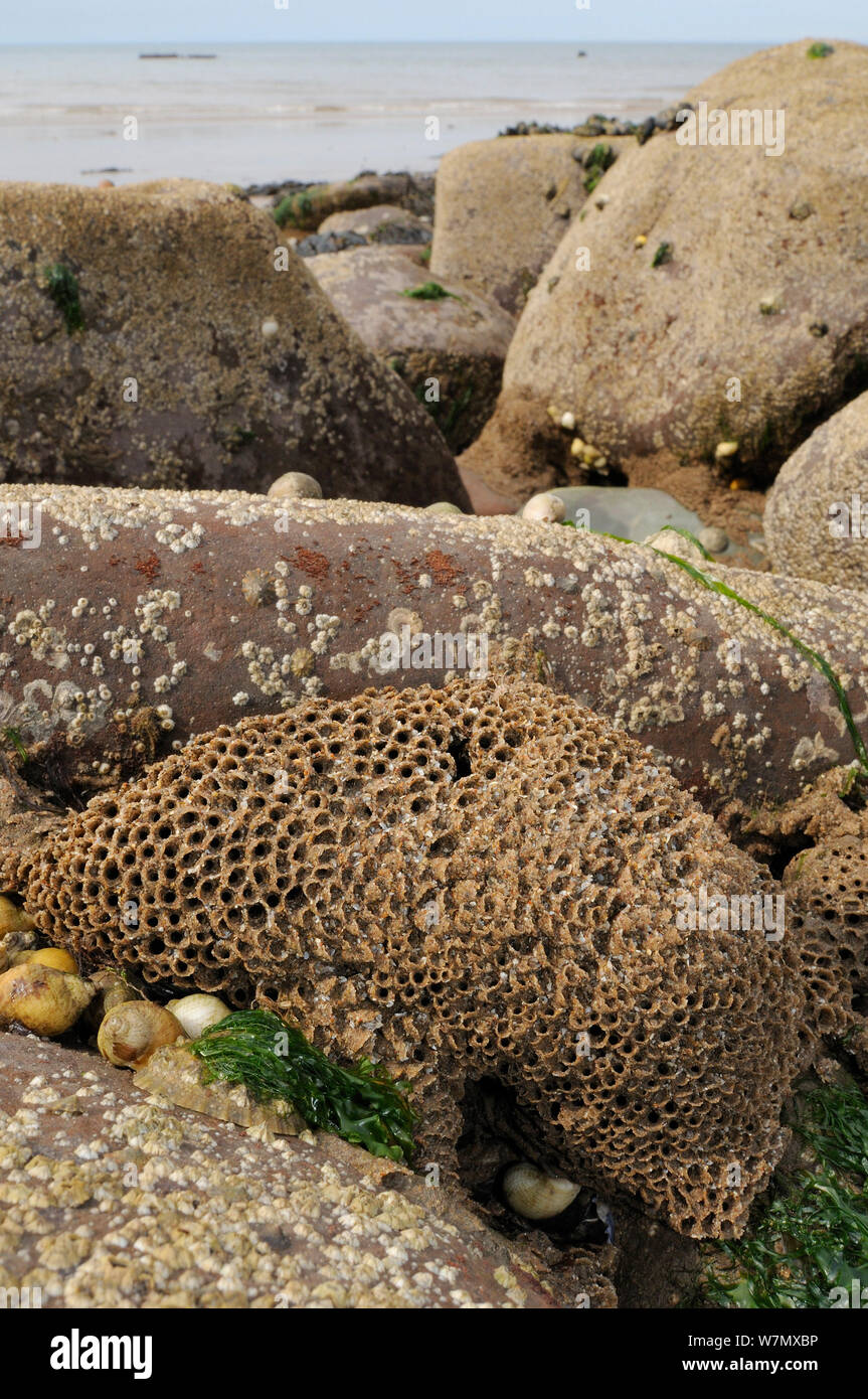 Honeycomb worm reef (Sabellaria alveolata) with clustered tubes built ...