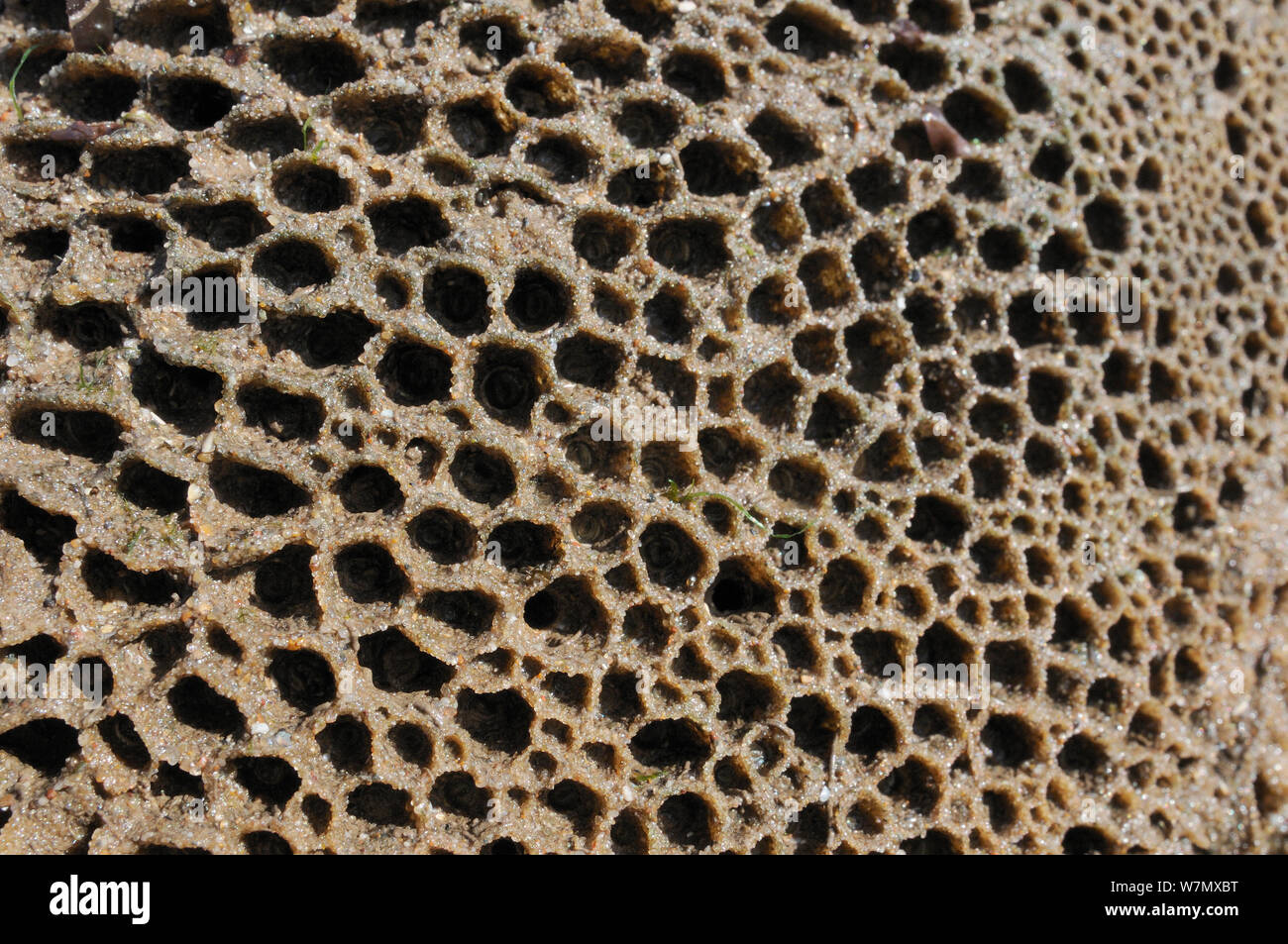 Honeycomb worm reef (Sabellaria alveolata) with clustered tubes built ...