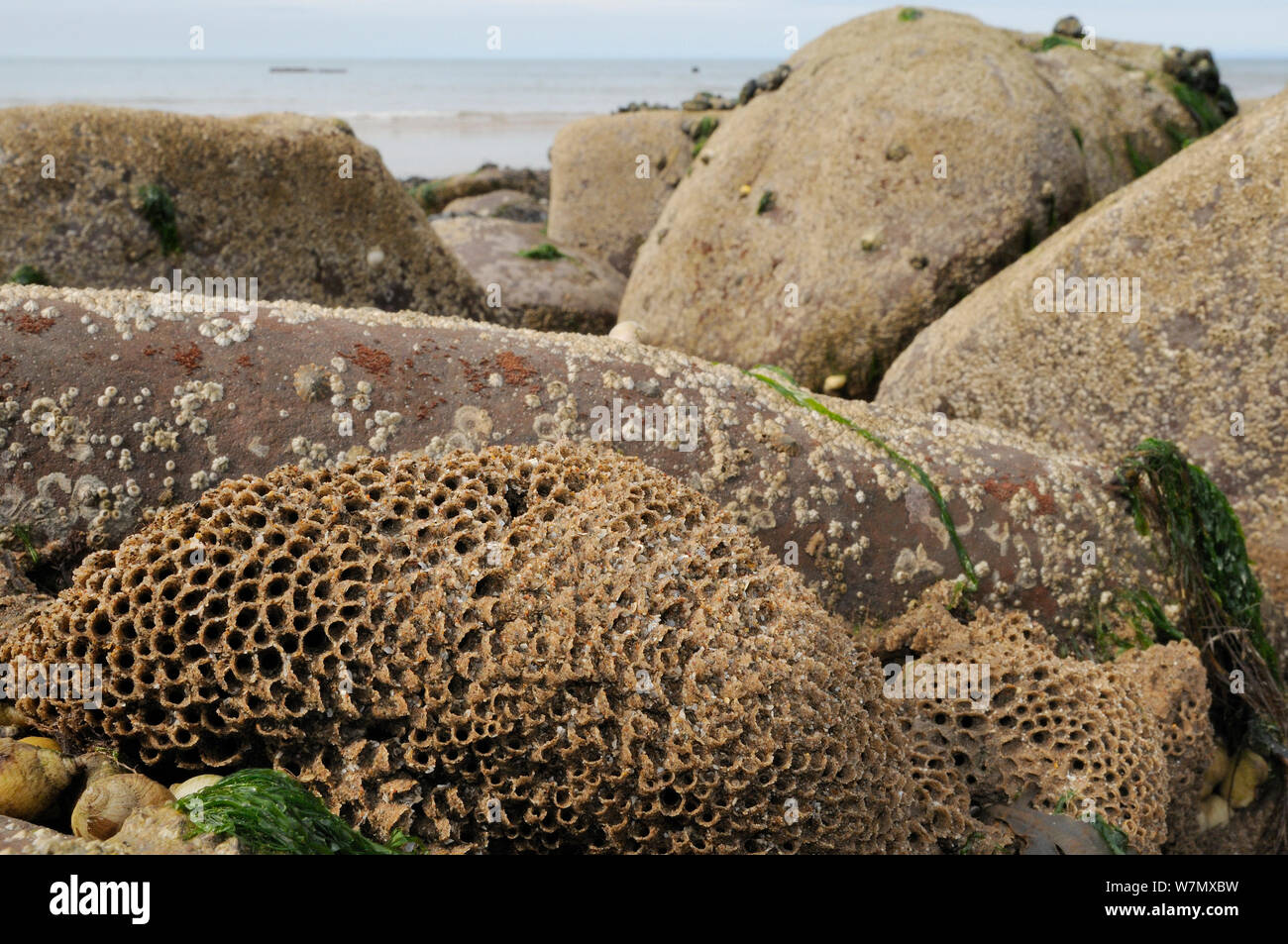 Honeycomb worm reef (Sabellaria alveolata) with clustered tubes built ...
