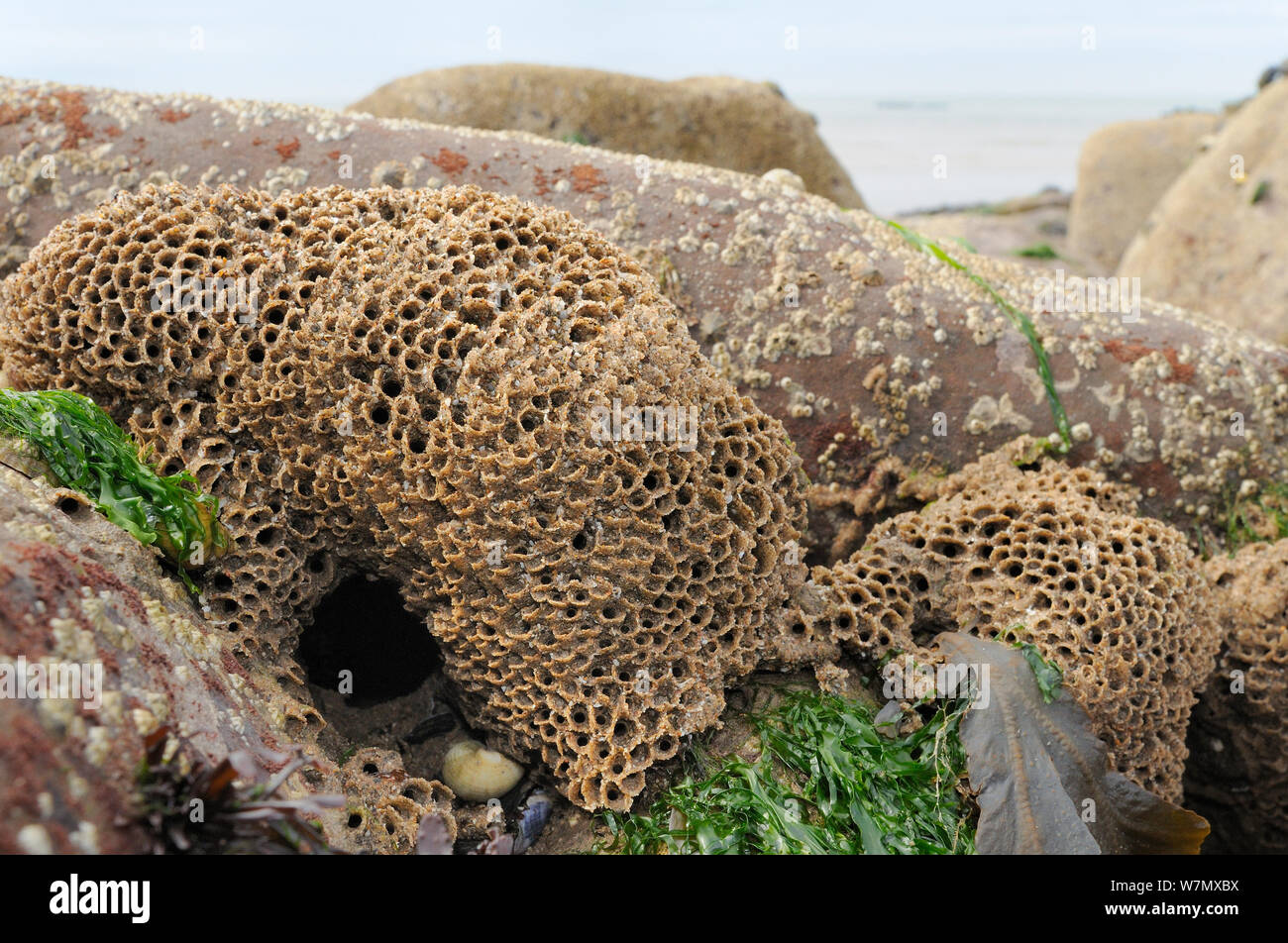 Sabellaria alveolata tubes hi-res stock photography and images - Alamy