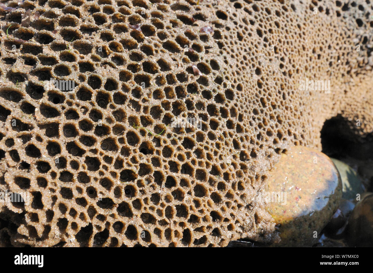 Honeycomb worm reef (Sabellaria alveolata) with clustered tubes built ...